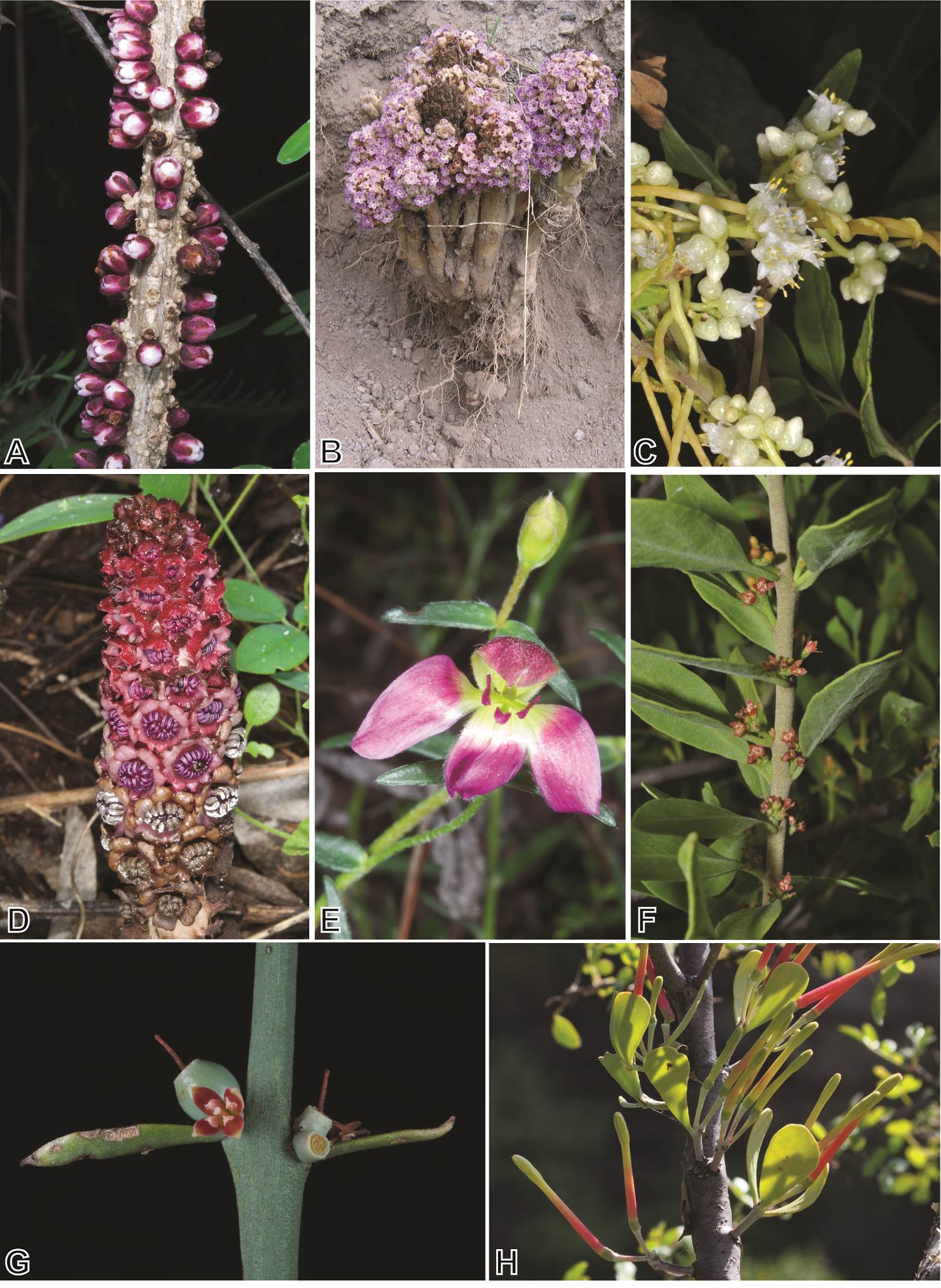 Diversidad y riqueza de plantas parásitas del estado de Morelos, México