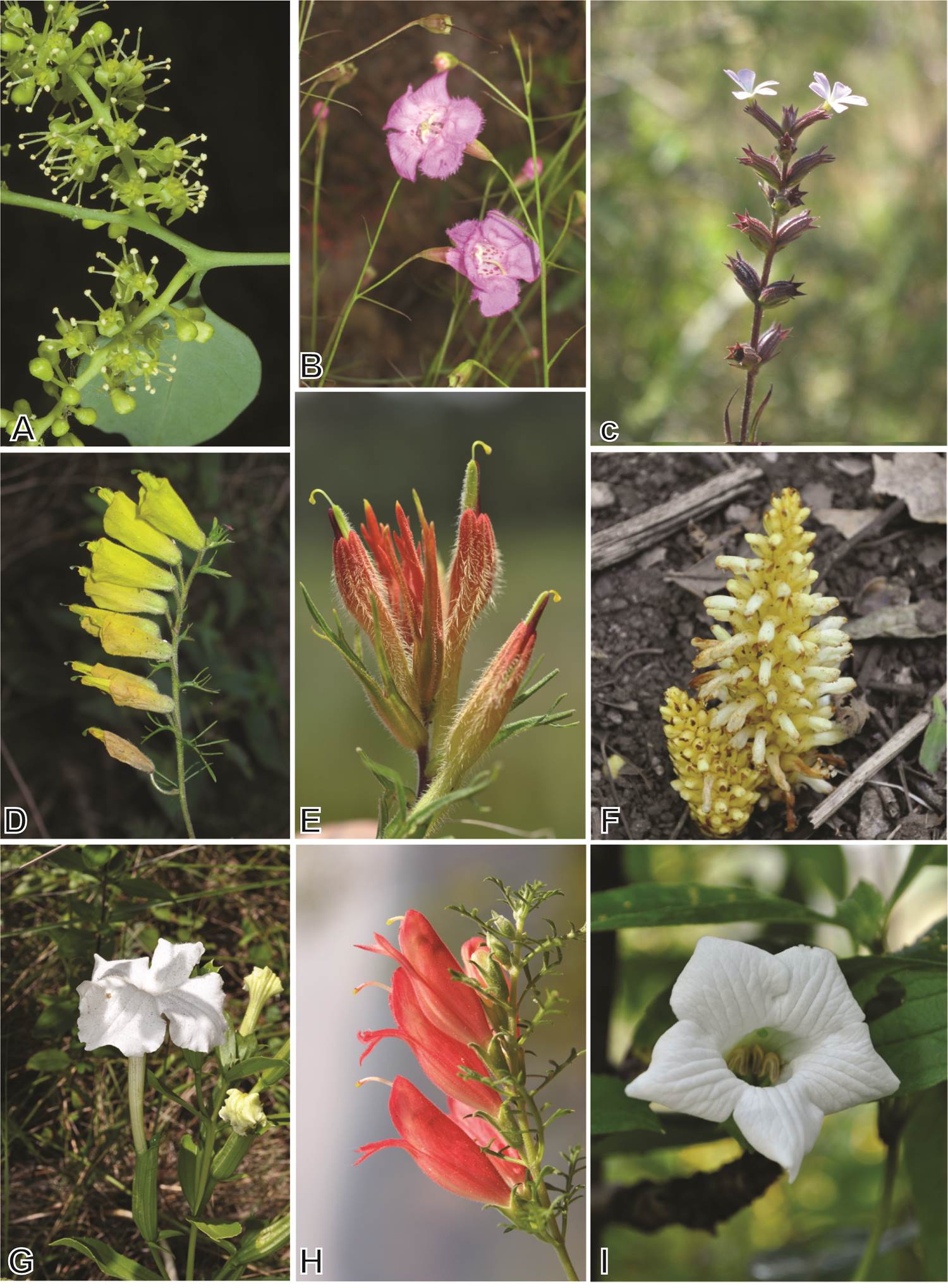Diversidad y riqueza de plantas parásitas del estado de Morelos, México