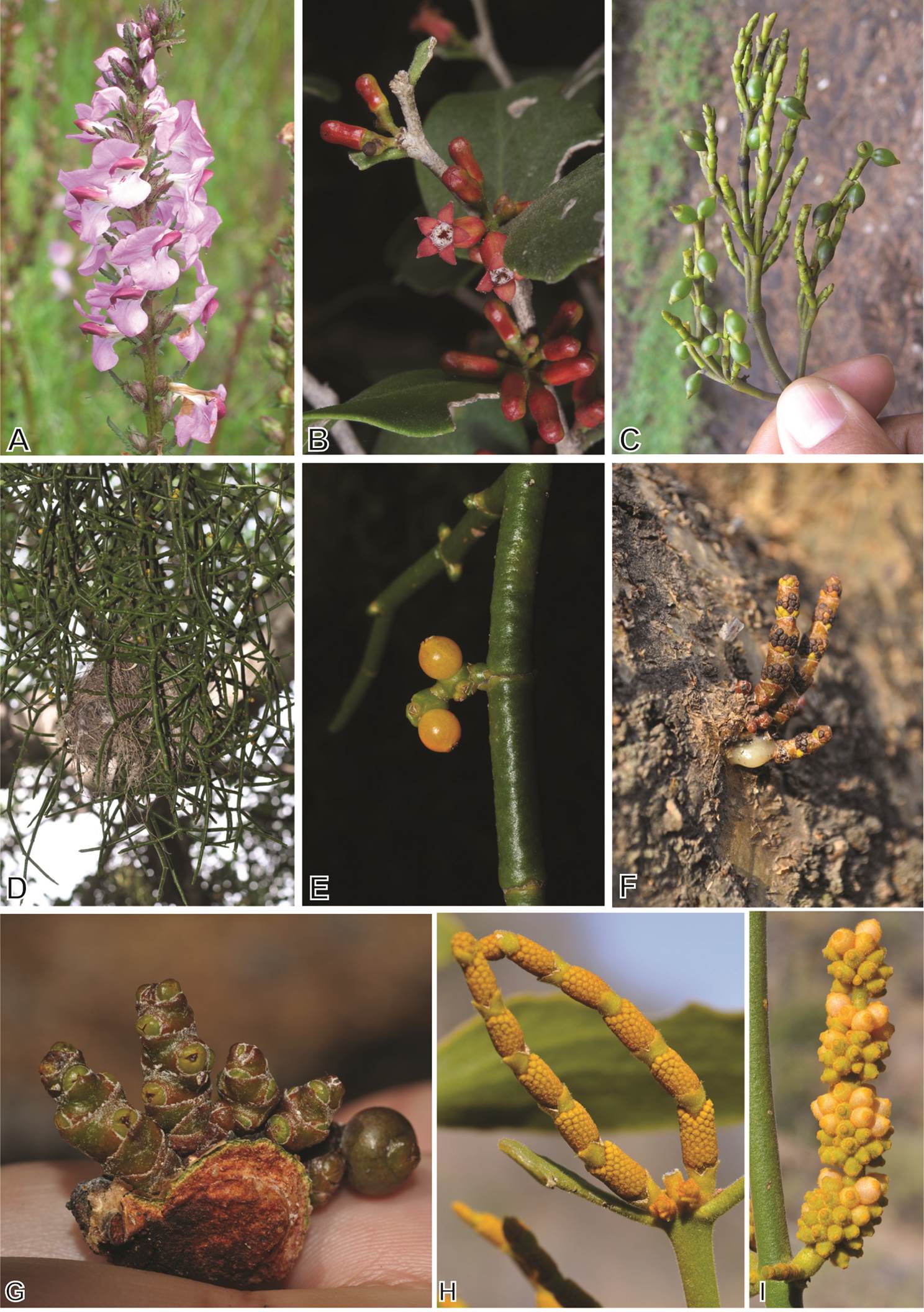 Diversidad y riqueza de plantas parásitas del estado de Morelos, México