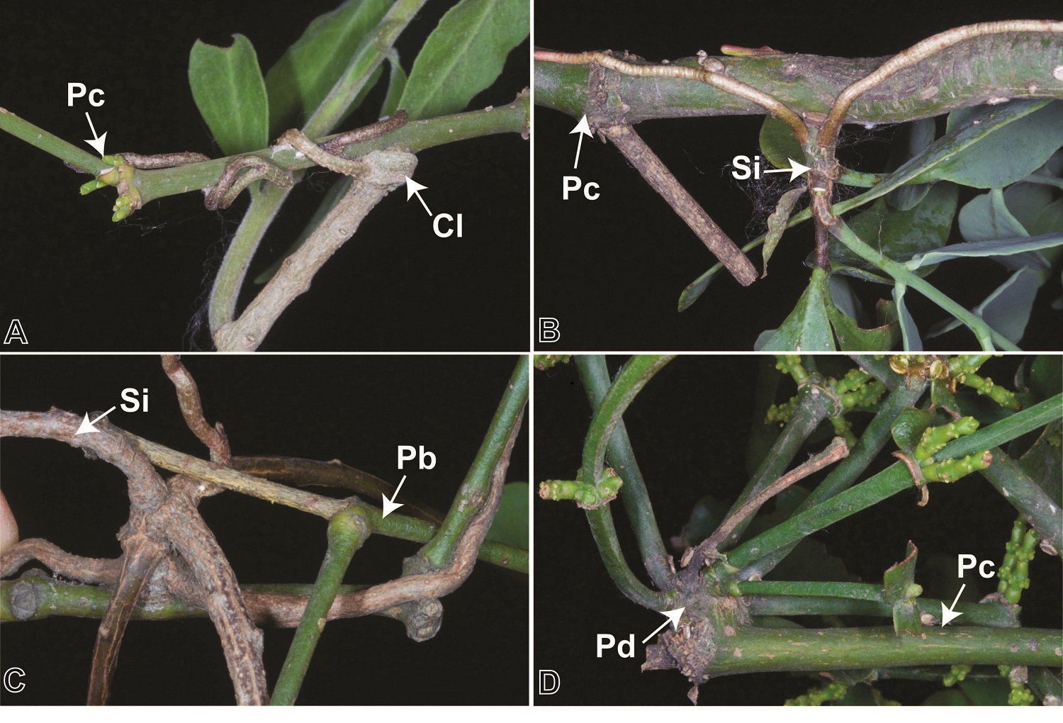 Diversidad y riqueza de plantas parásitas del estado de Morelos, México