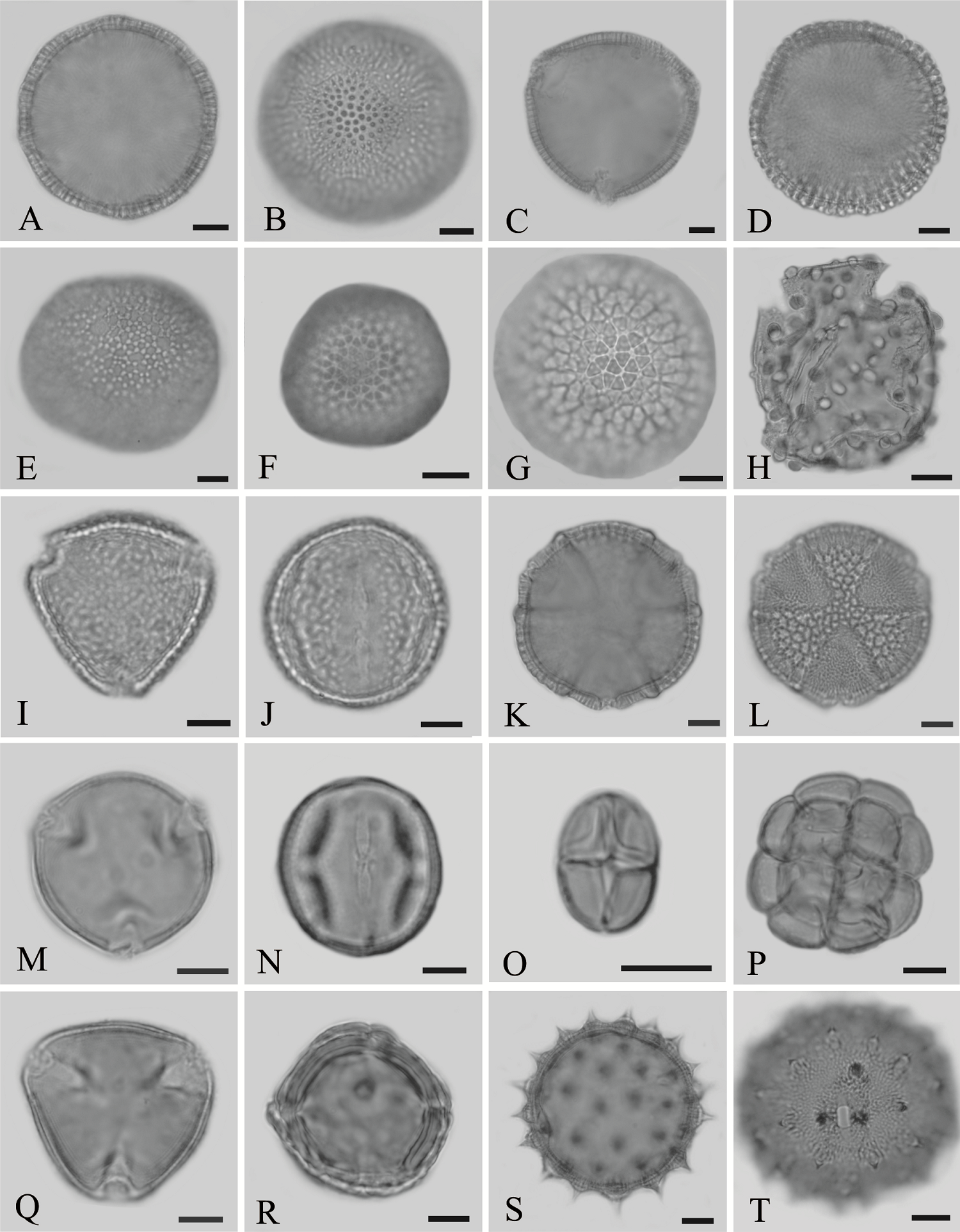 Pollen characterization of the bee flora from a Caatinga area of ...