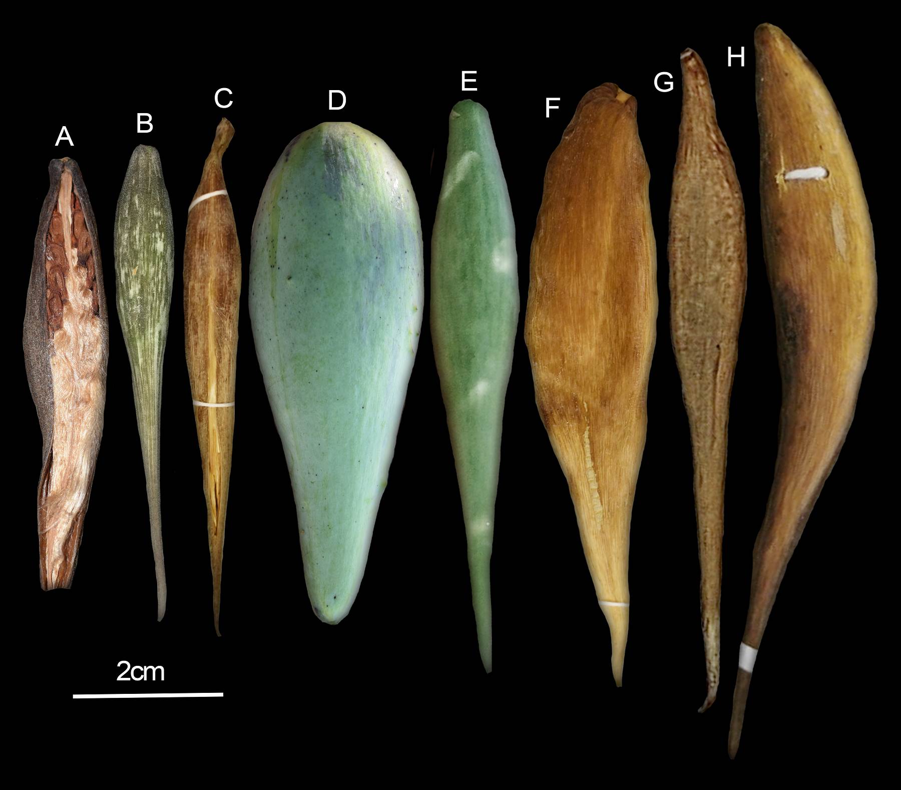 Taxonomía, distribución y conservación de Funastrum (Apocynaceae ...