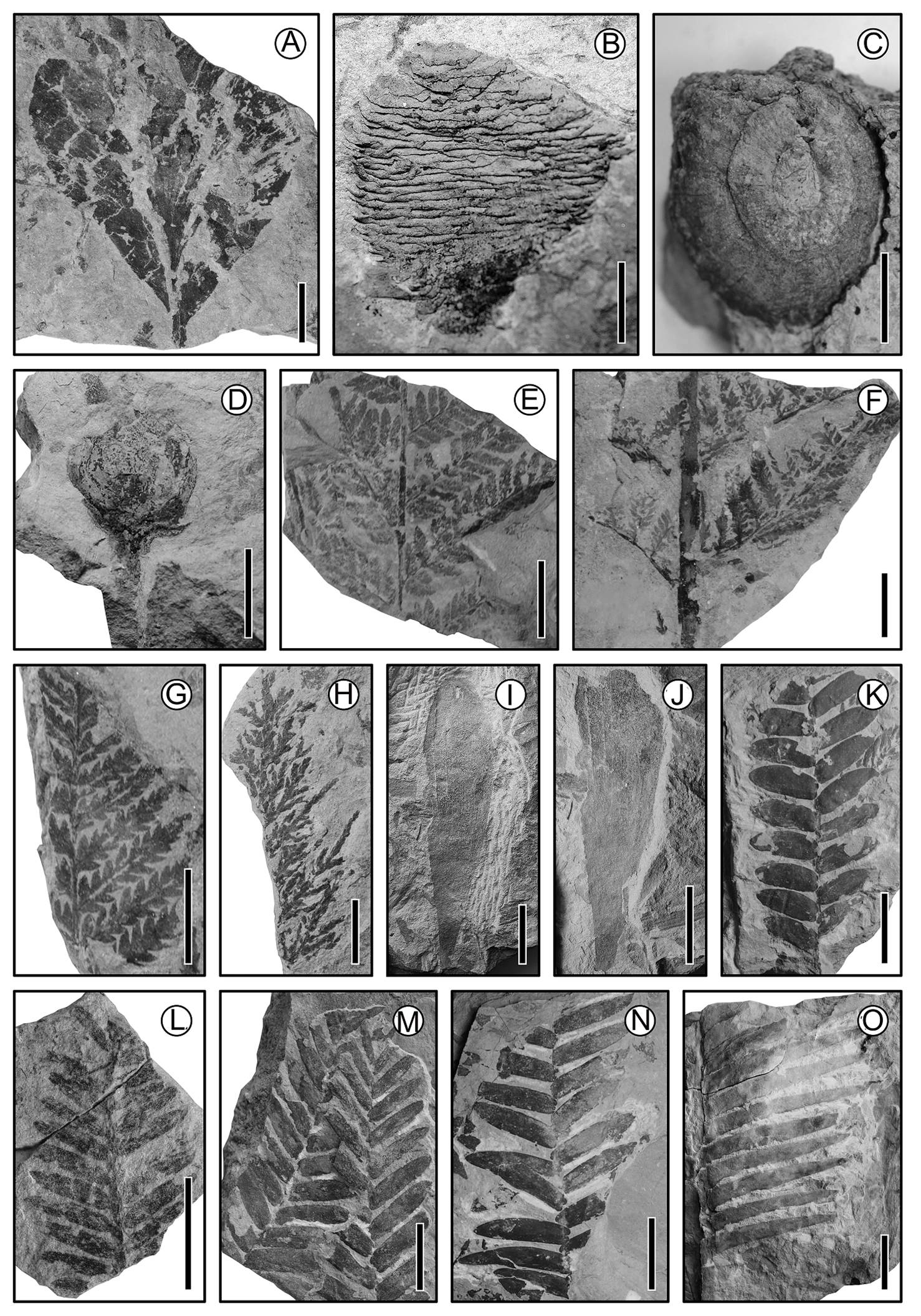 Paleobotany to understand evolution and biodiversity in Mexico