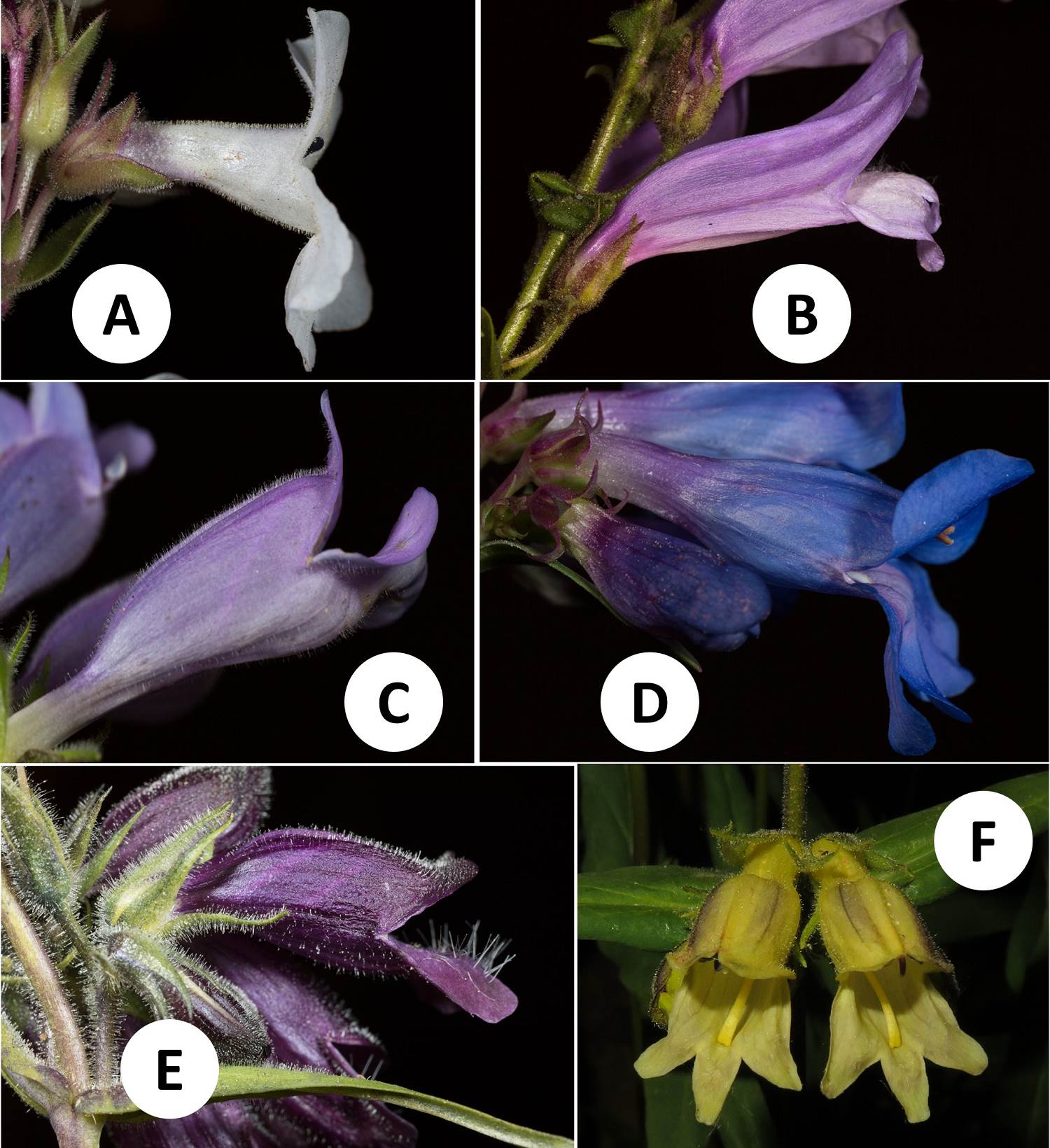 Flower morphology variation in five species of Penstemon ...