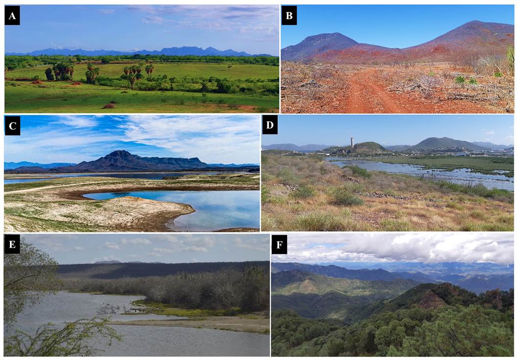 Las plantas vasculares endémicas del estado de Sinaloa, México