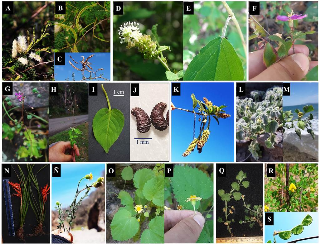 Las plantas vasculares endémicas del estado de Sinaloa, México