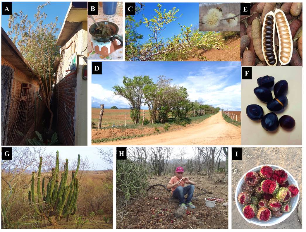 Las plantas vasculares endémicas del estado de Sinaloa, México