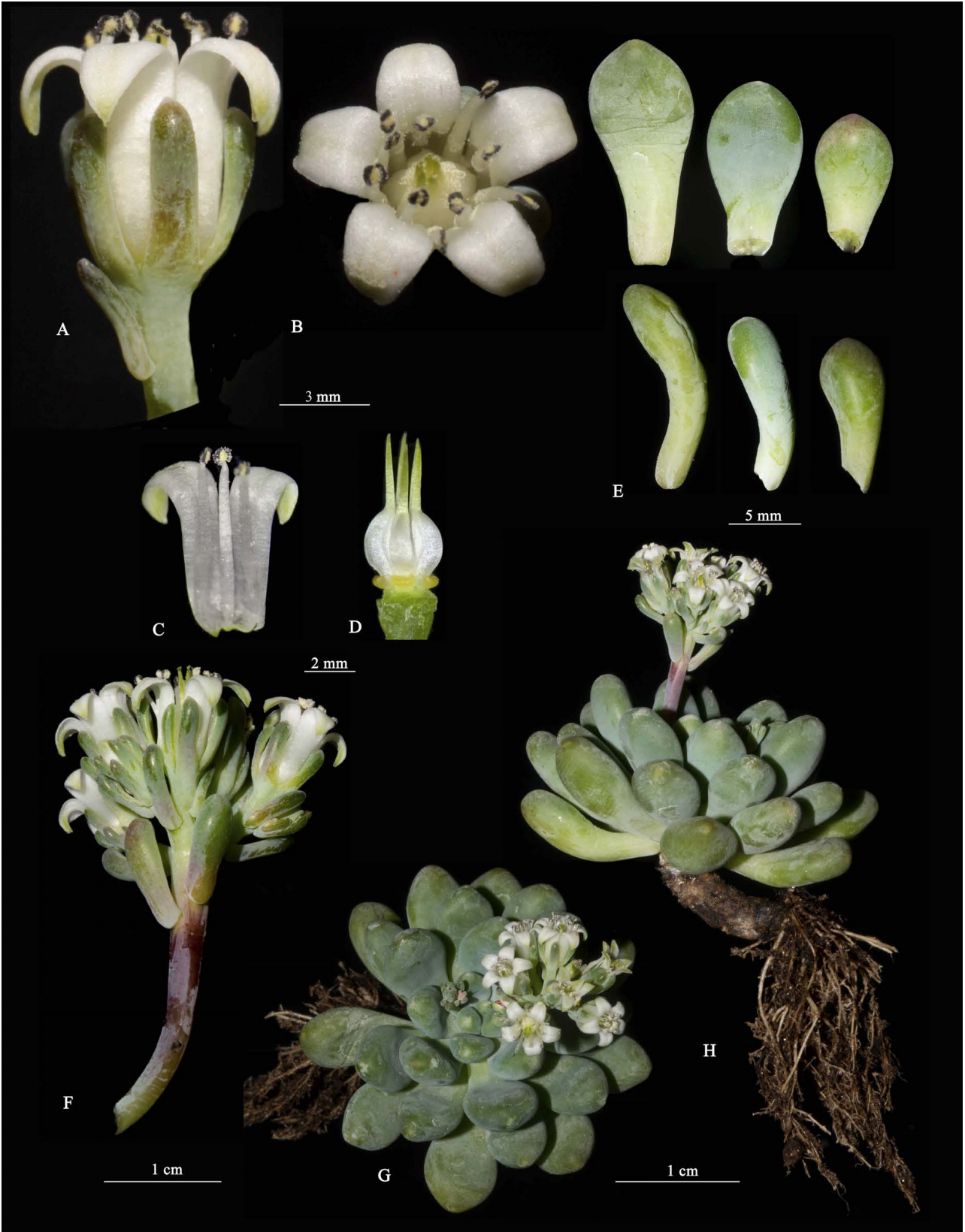 Una especie nueva de Sedum sección Pachysedum (Crassulaceae) y un ...
