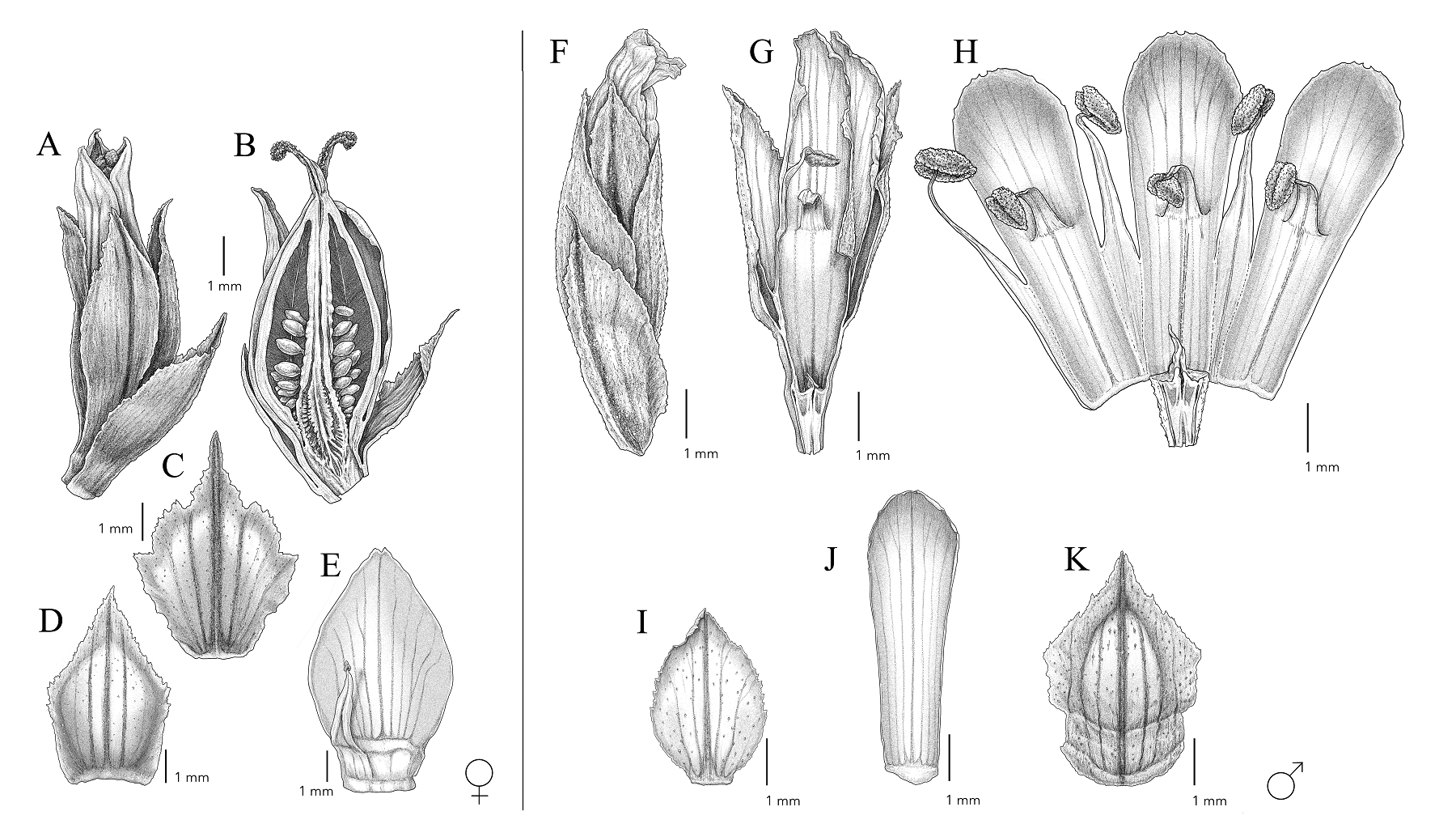 A long-flowering Hechtia (Bromeliaceae): Hechtia sanchezii, a new ...