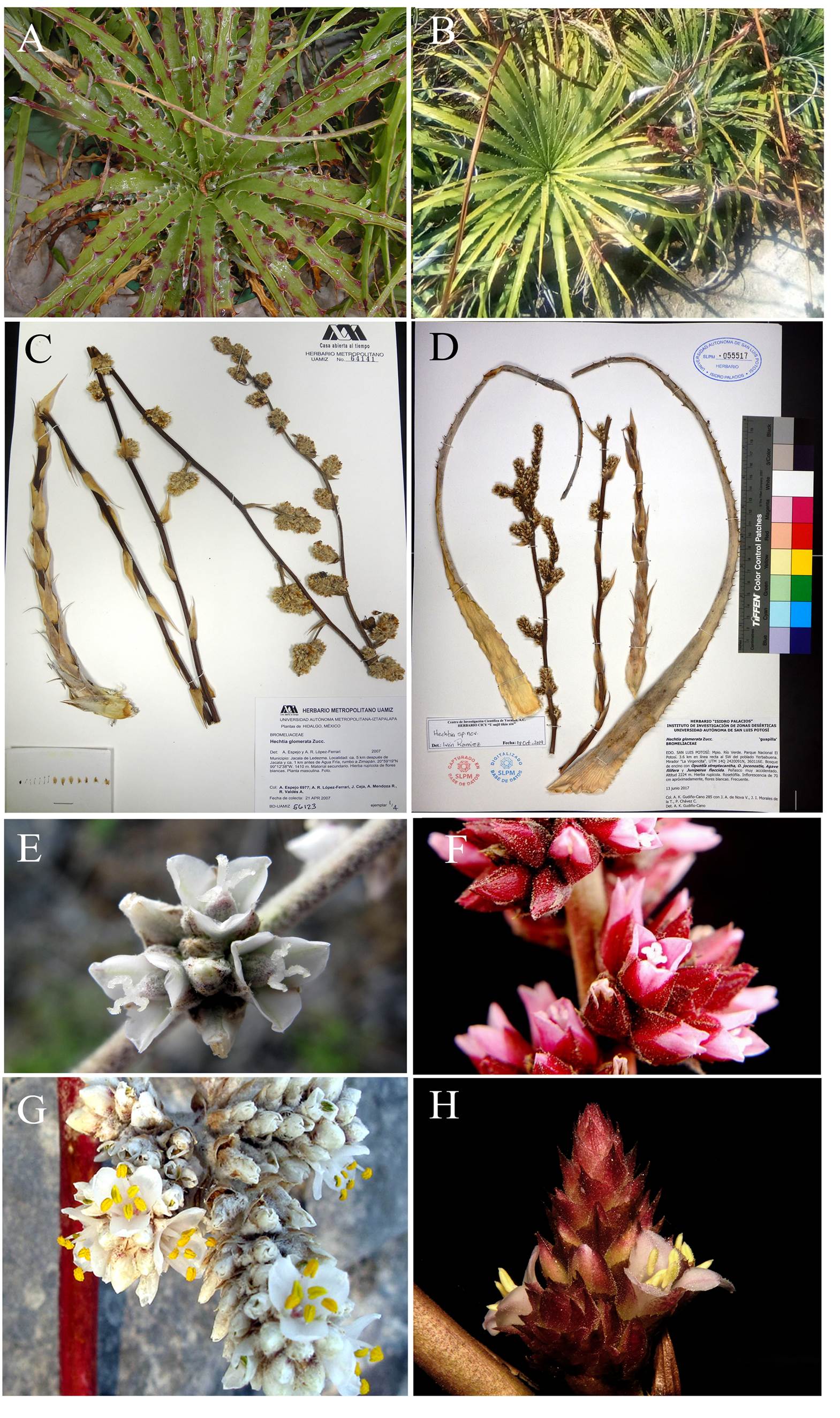 A long-flowering Hechtia (Bromeliaceae): Hechtia sanchezii, a new ...