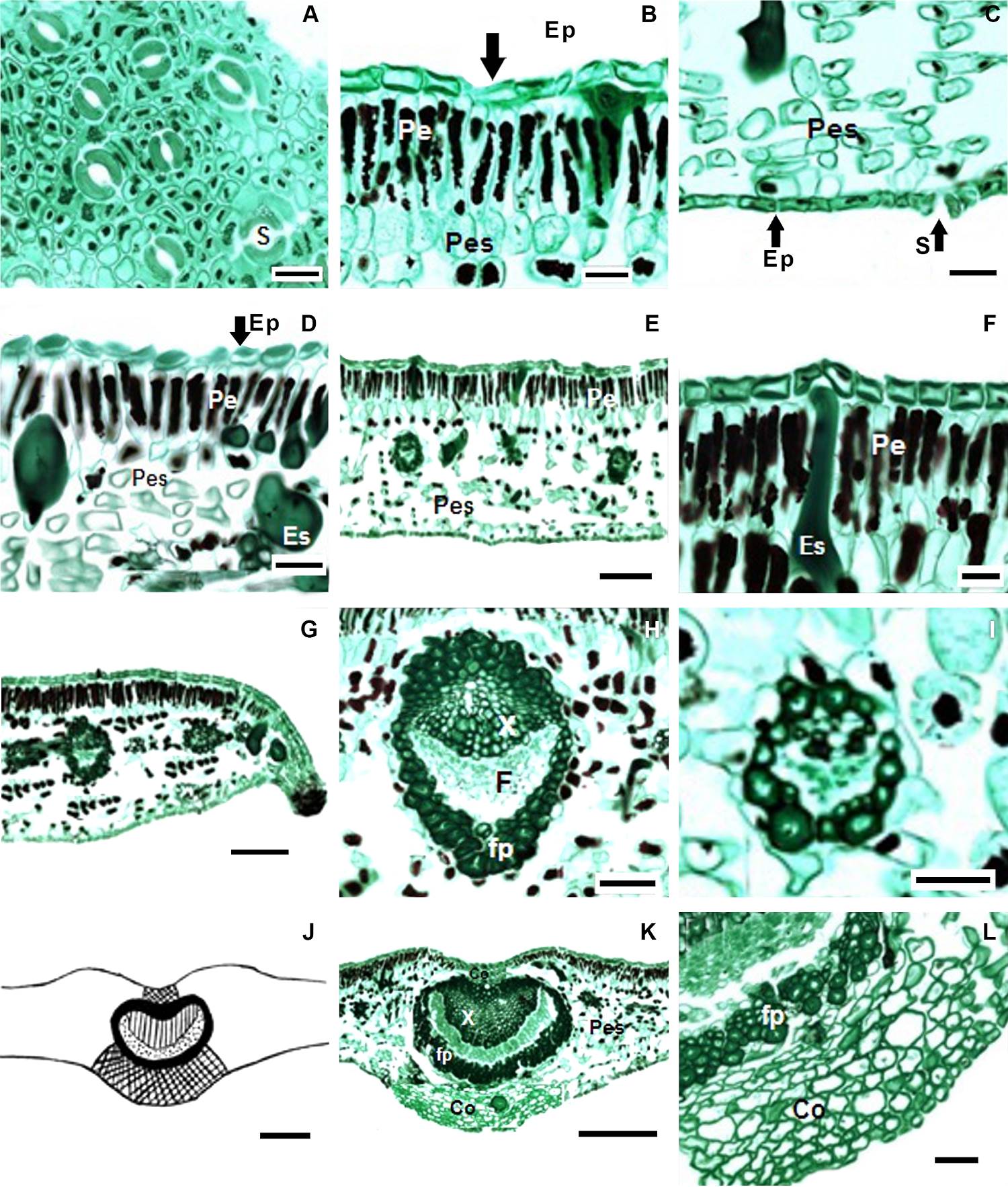 Anatomy and foliar architecture of two Mexican species of Ternstroemia ...