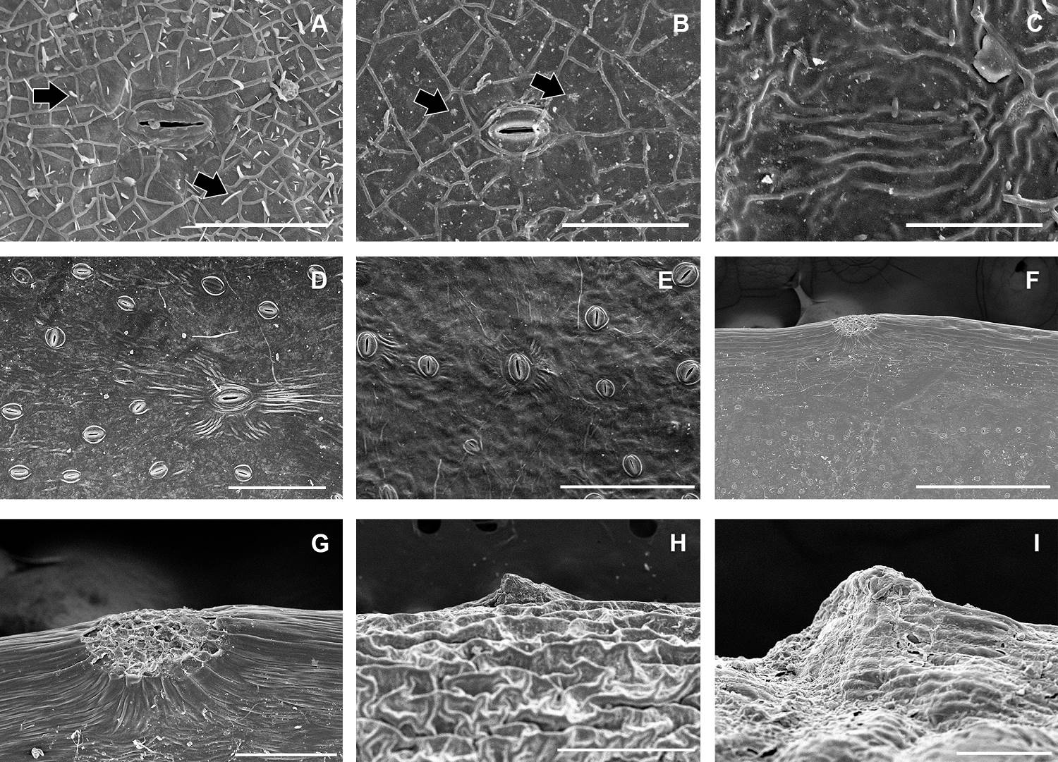Anatomy and foliar architecture of two Mexican species of Ternstroemia ...