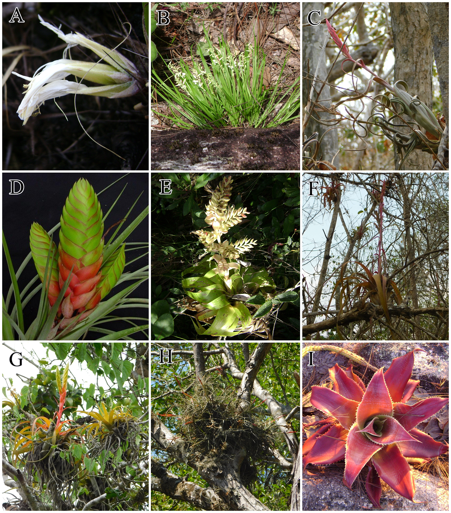 Geographic distribution and endemism of Bromeliaceae from the Western ...