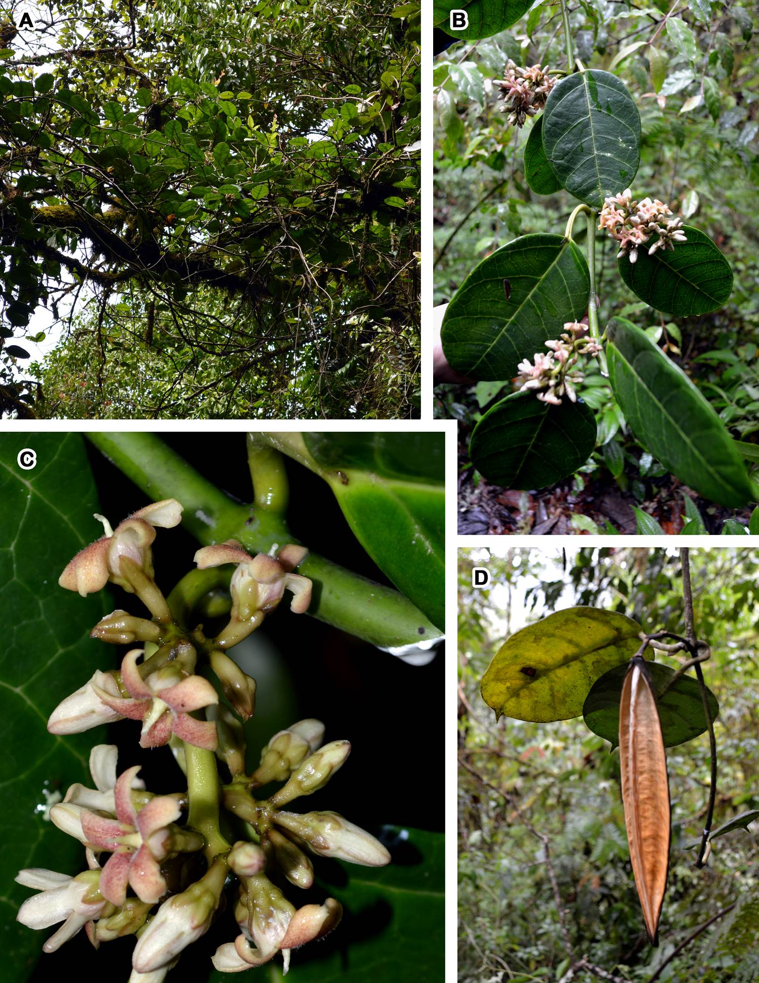 Ruehssia magalloniae (Apocynaceae; Asclepiadoideae), una especie nueva ...