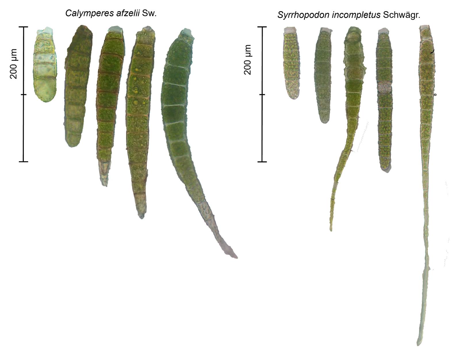 Rainfall and gemmiferous shoots influence asexual reproduction in two ...