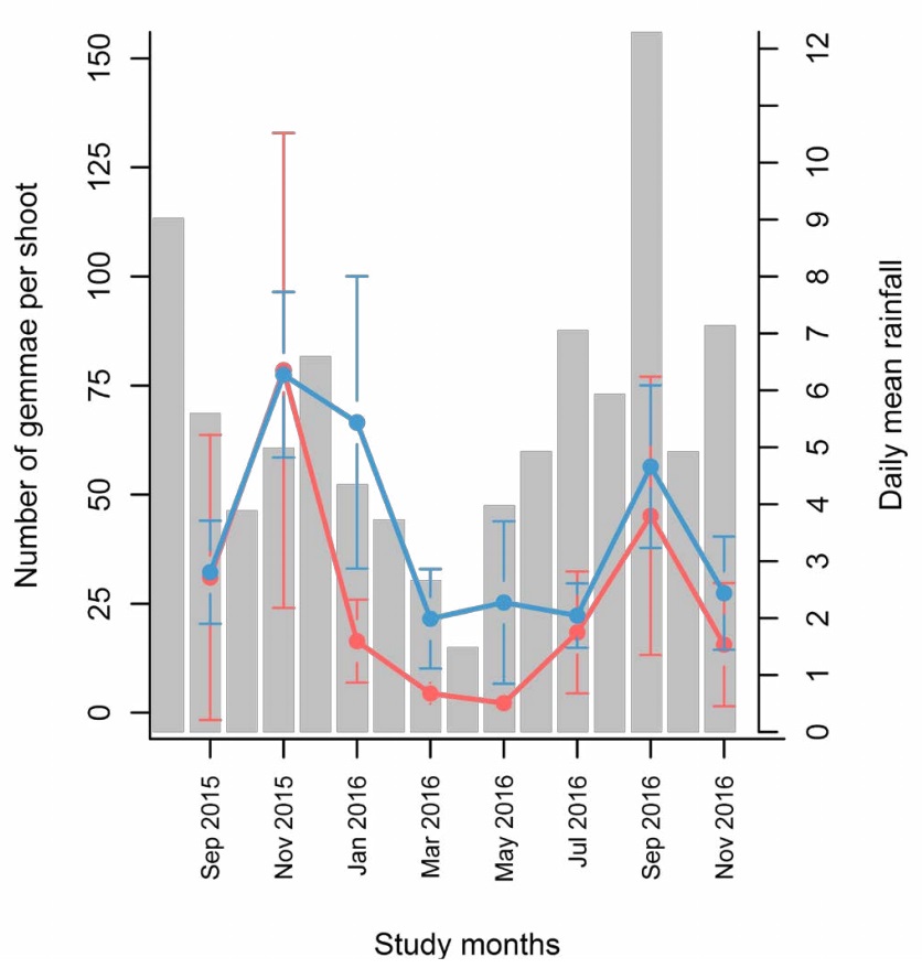 Rainfall and gemmiferous shoots influence asexual reproduction in two ...