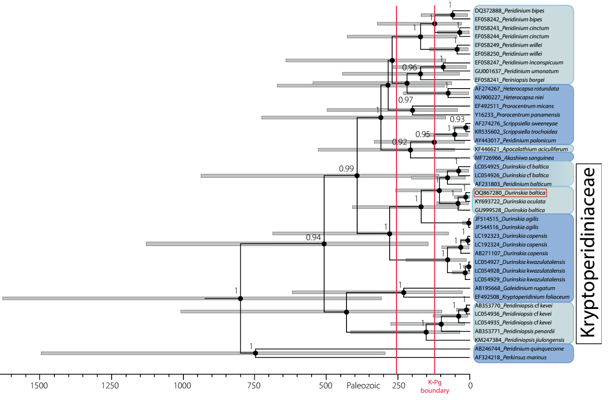 Timescale lessons of Durinskia baltica (Kryptoperidiniaceae, Dinophyta) from freshwater through ...