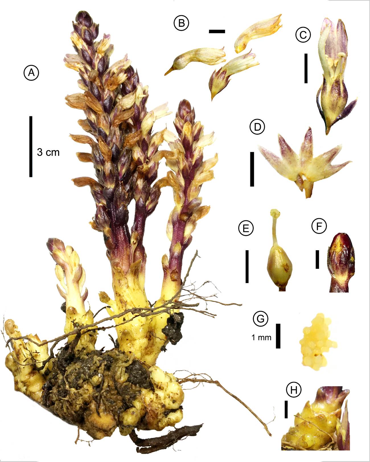 A new tropical species of Aphyllon (Orobanchaceae: Orobancheae) from ...