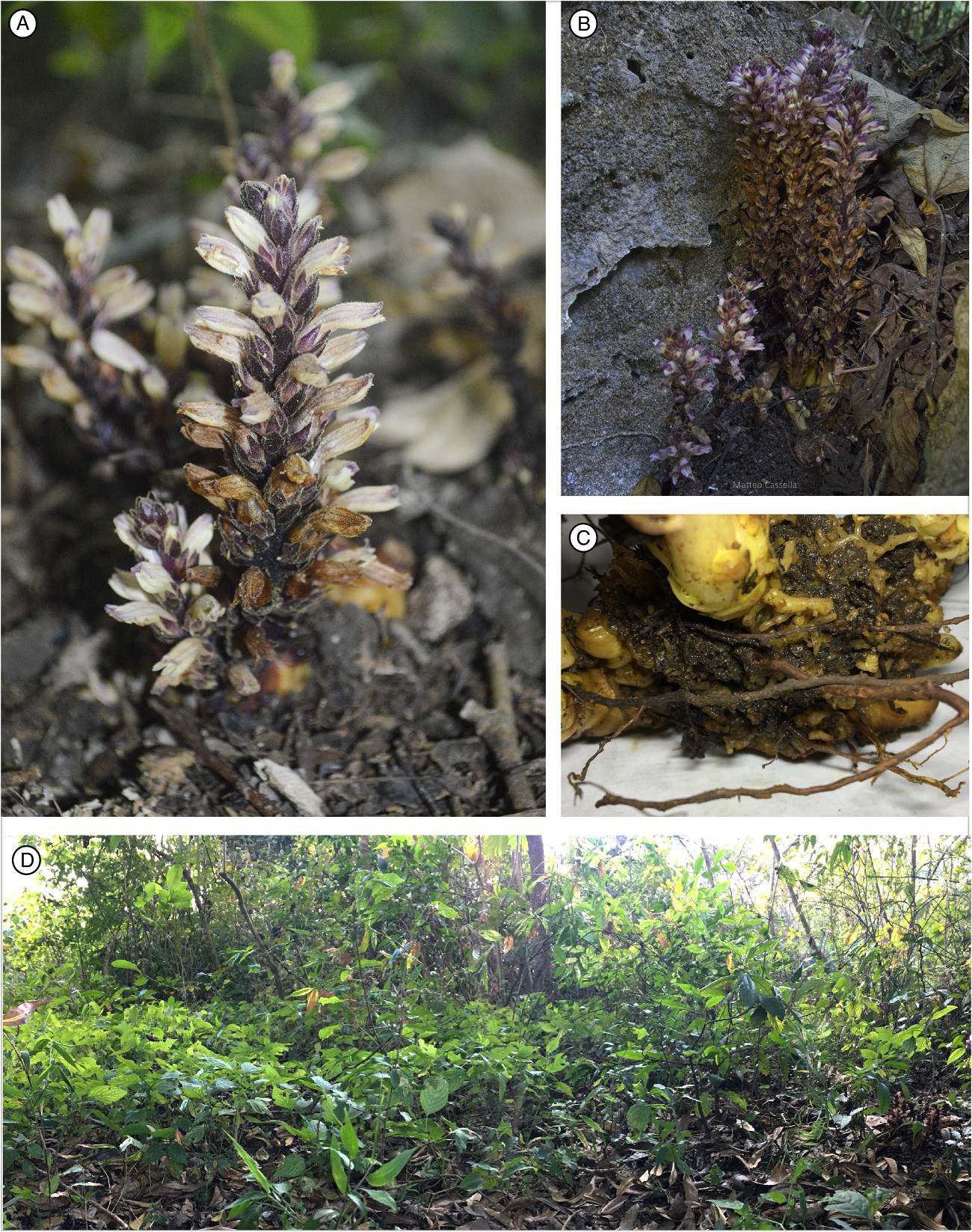 A new tropical species of Aphyllon (Orobanchaceae: Orobancheae) from ...