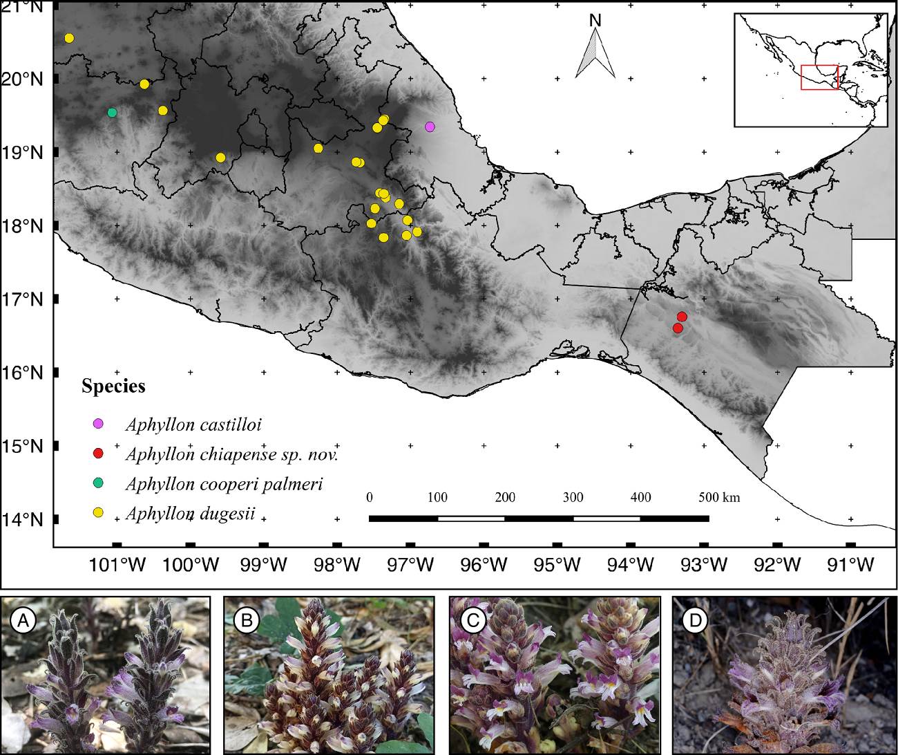 A new tropical species of Aphyllon (Orobanchaceae: Orobancheae) from ...