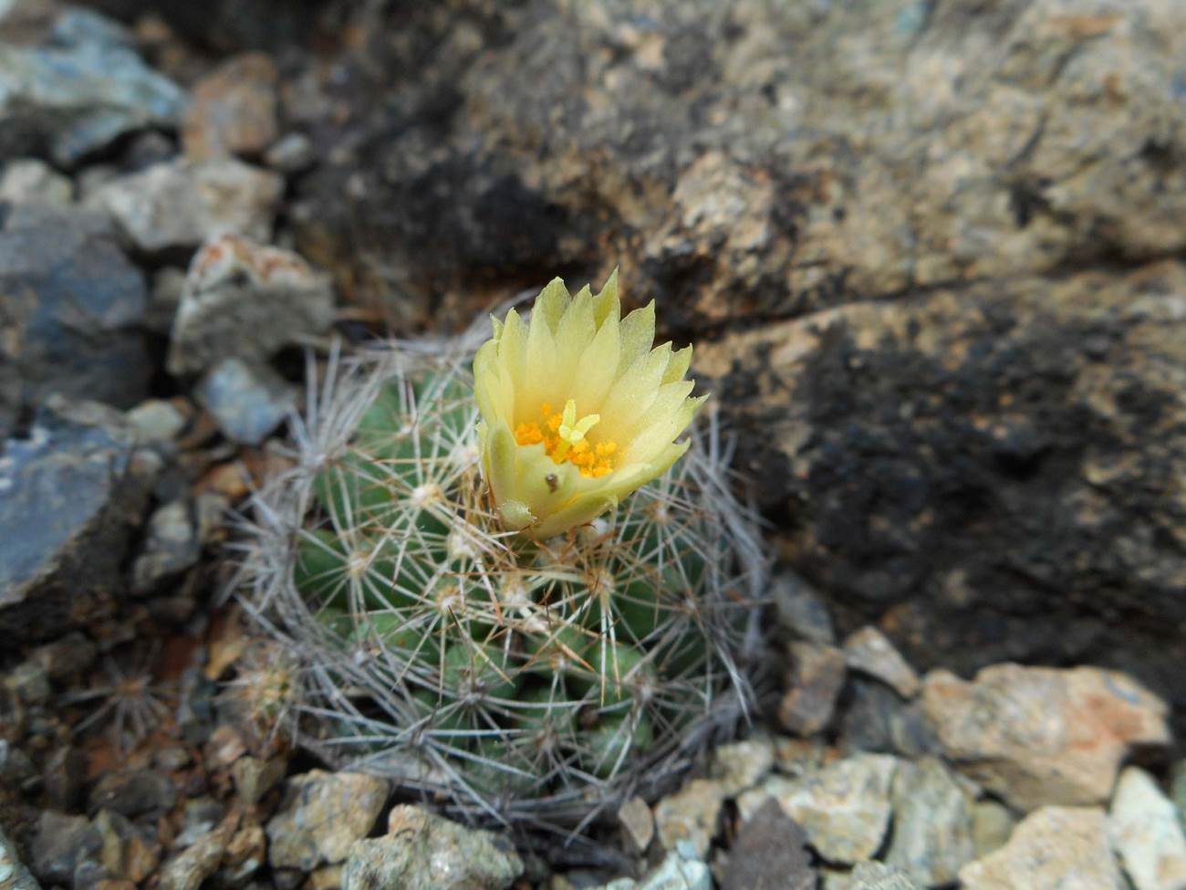Lista anotada de cactus nativos y naturalizados de Cuba