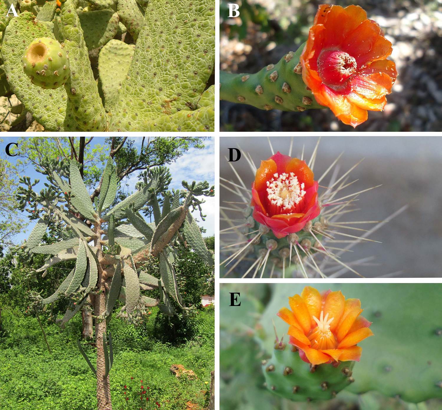 Lista anotada de cactus nativos y naturalizados de Cuba