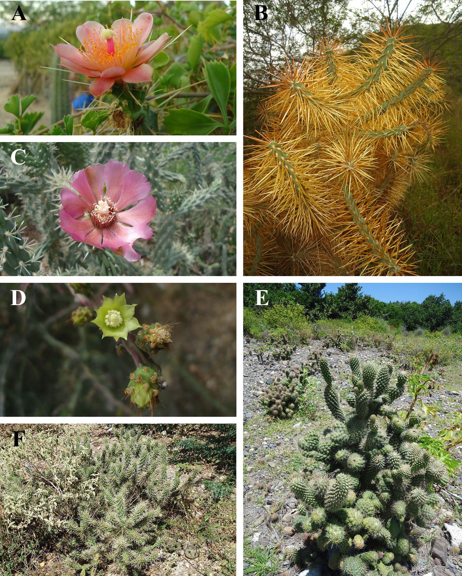 Lista anotada de cactus nativos y naturalizados de Cuba