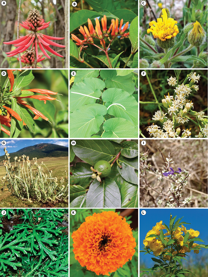 Aproximaciones evolutivas en etnobotánica de plantas medicinales y ...