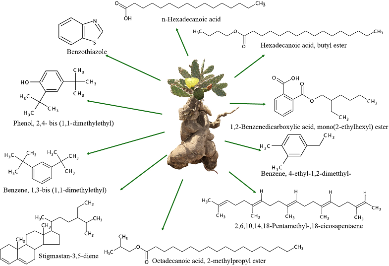 Aproximaciones evolutivas en etnobotánica de plantas medicinales y ...
