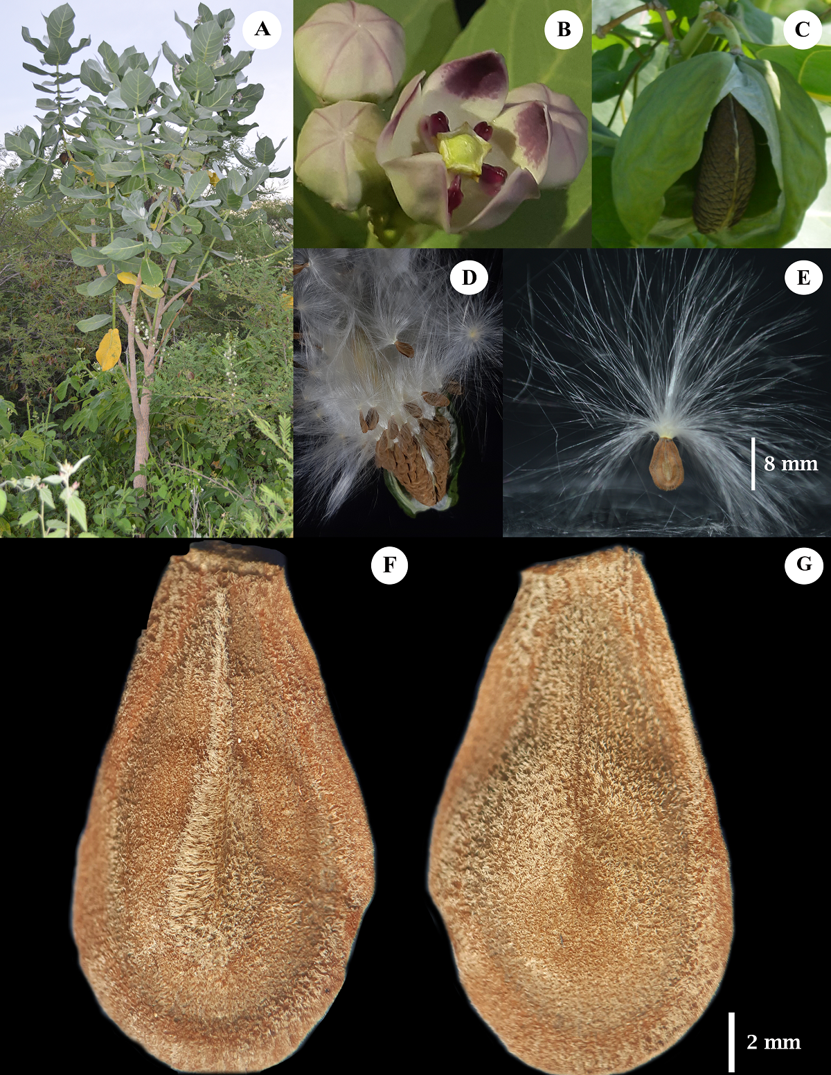 Fruit and seed morphometry and seed structure of the potentially ...