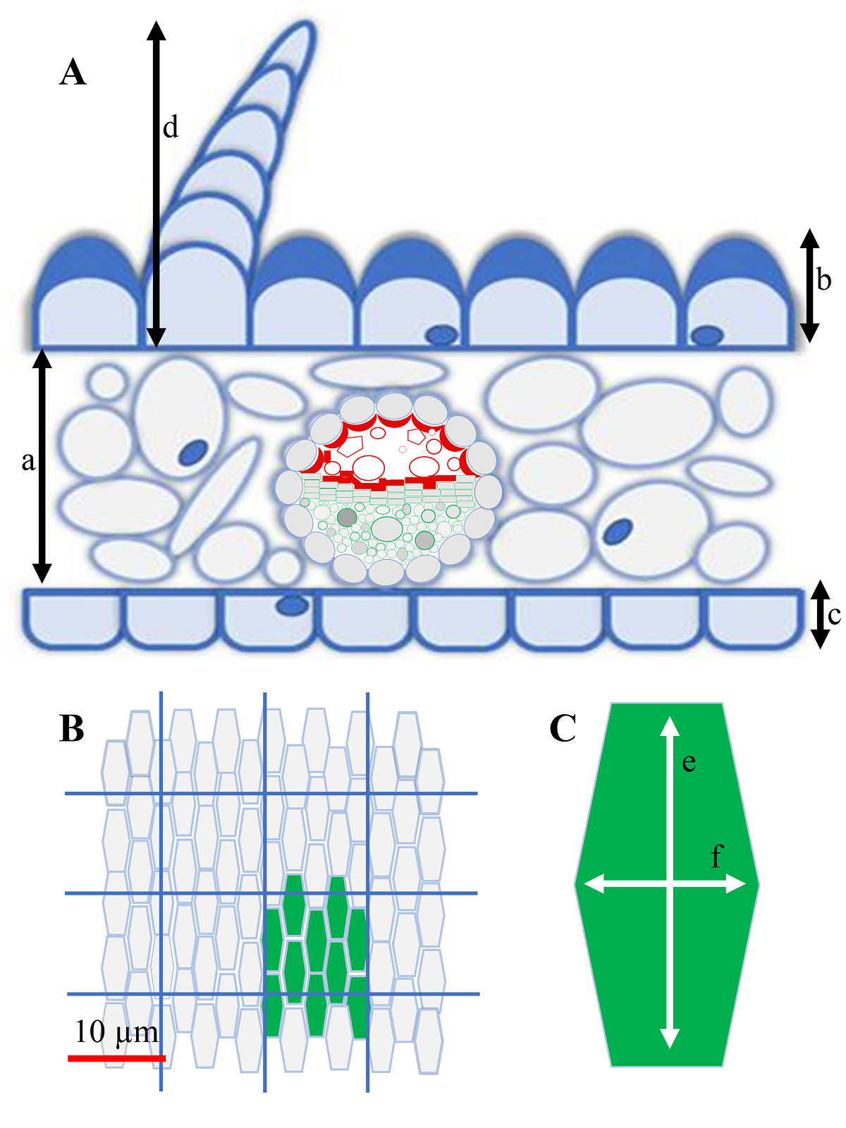 Corolla micromorphology in 12 plant species with different pollination ...