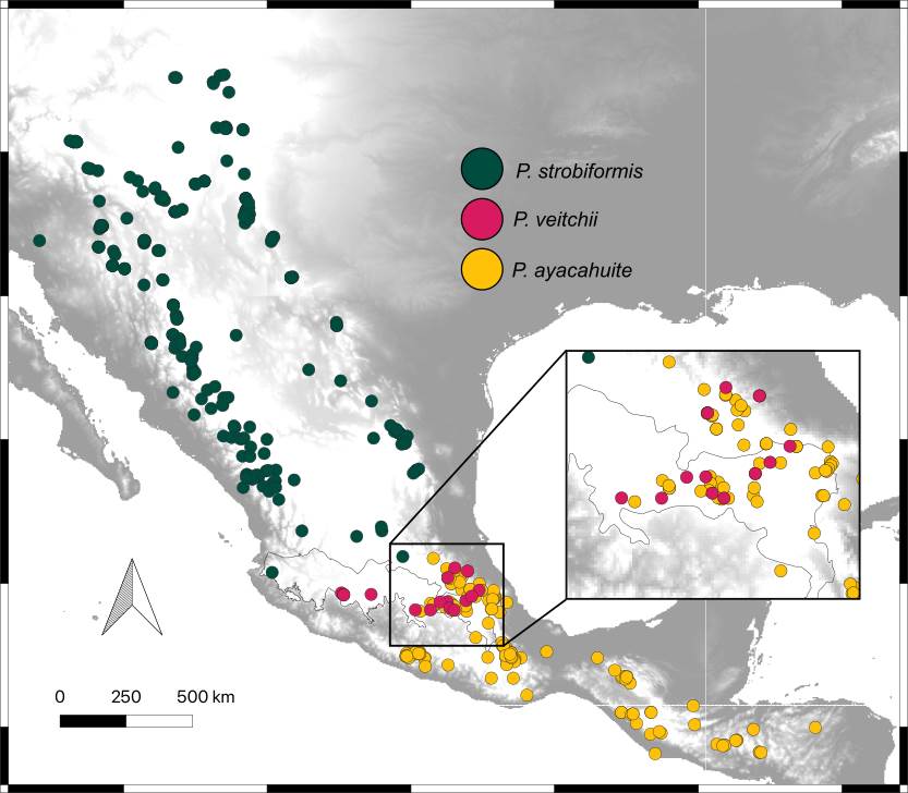 Species delimitation using multiple sources of evidence from the Pinus ...