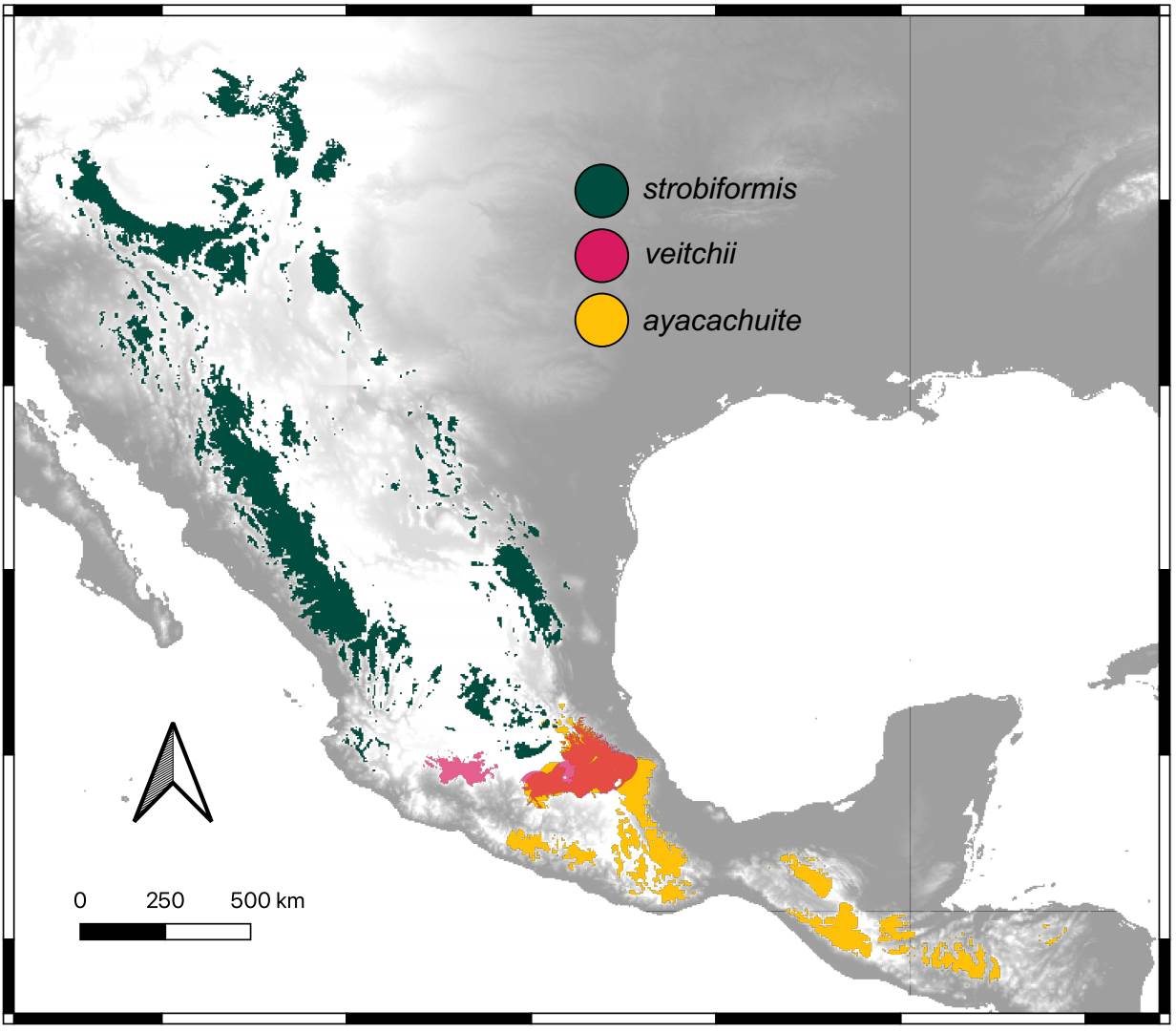 Species delimitation using multiple sources of evidence from the Pinus ...