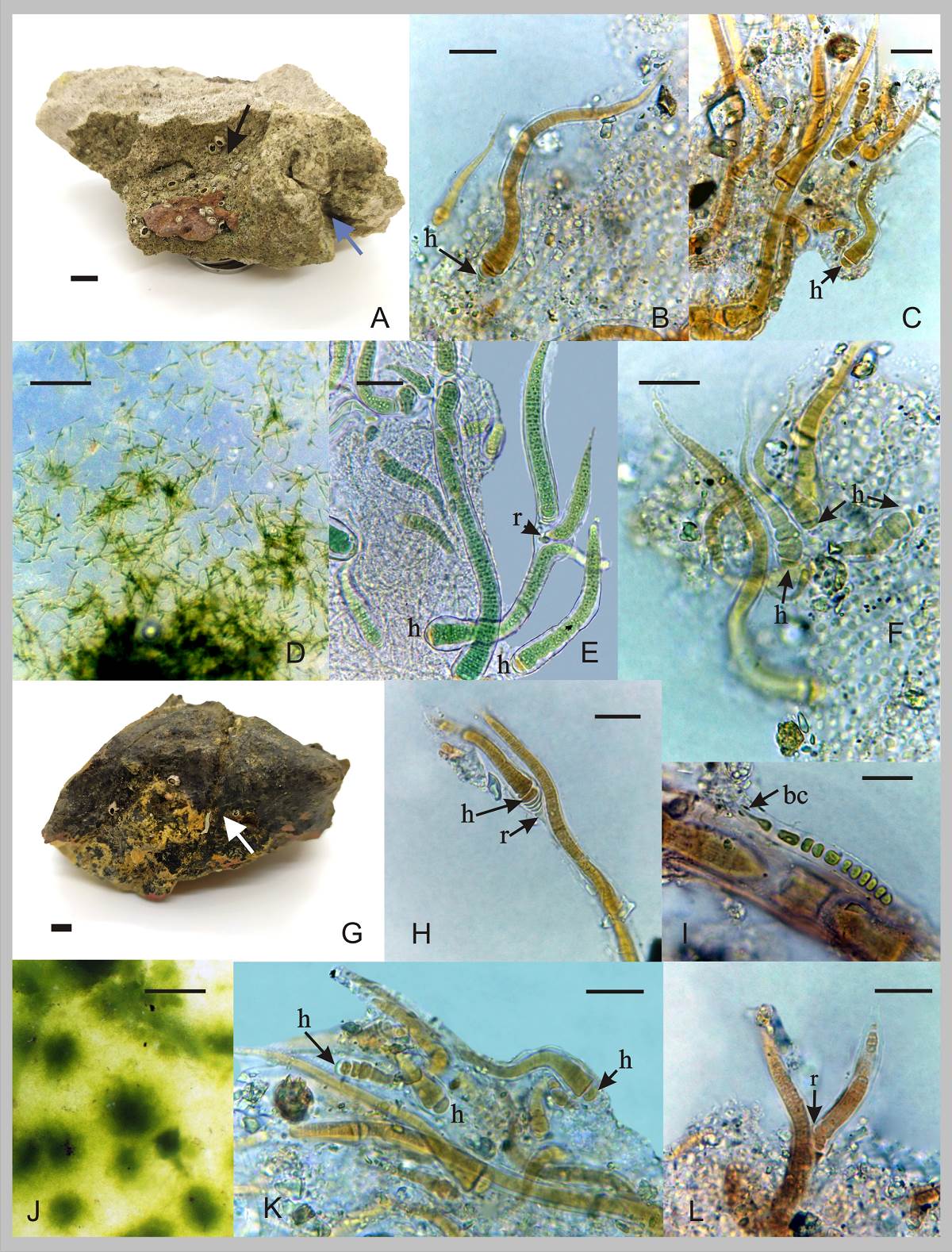 Diversity of marine benthic species of Nostocales (Cyanobacteria) in ...