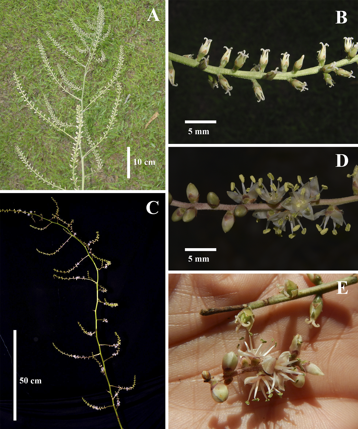 The official presentation to science of a new species of Hechtia ...