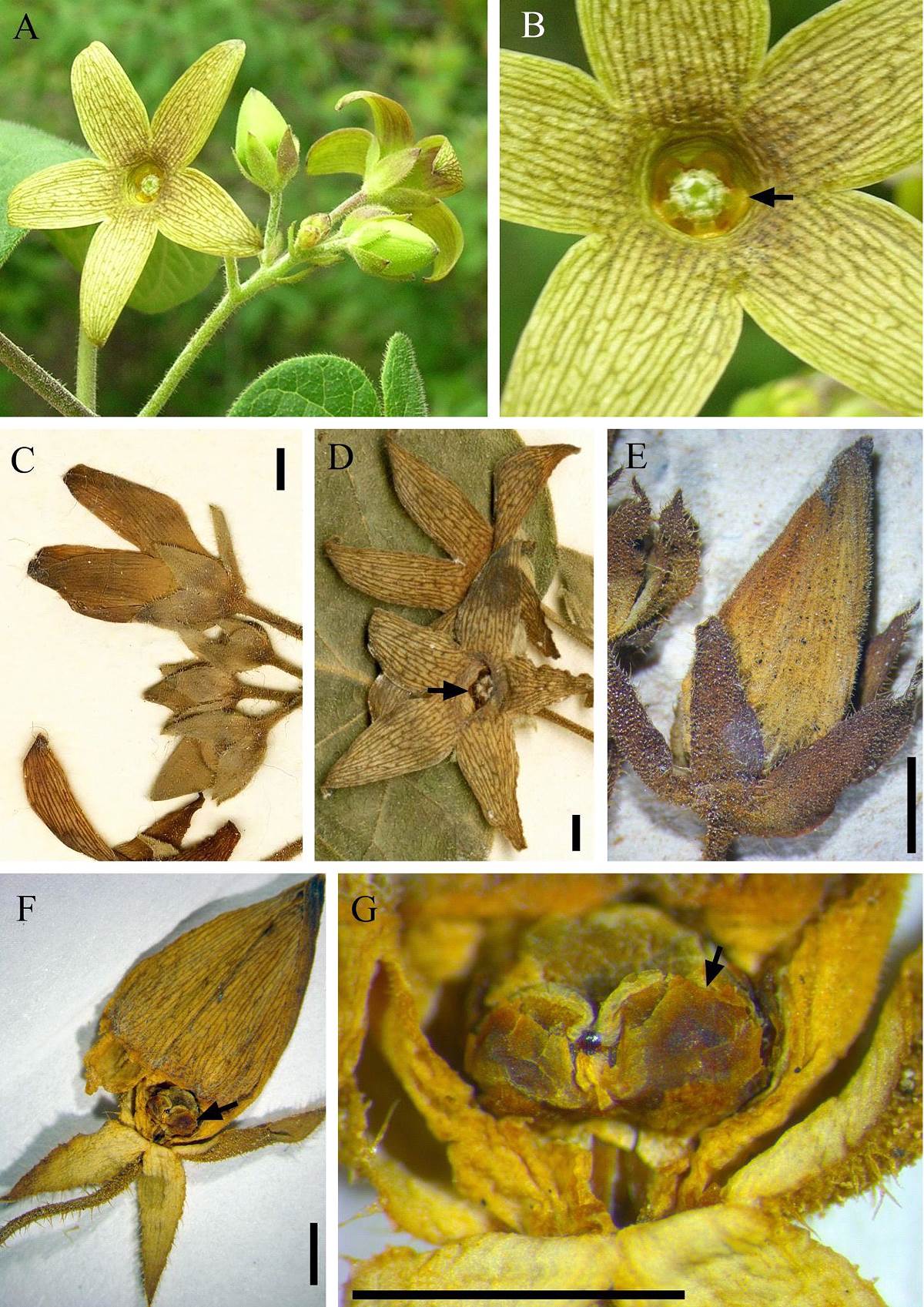 Reconsideraciones taxonómicas en especies mexicanas de Gonolobus ...