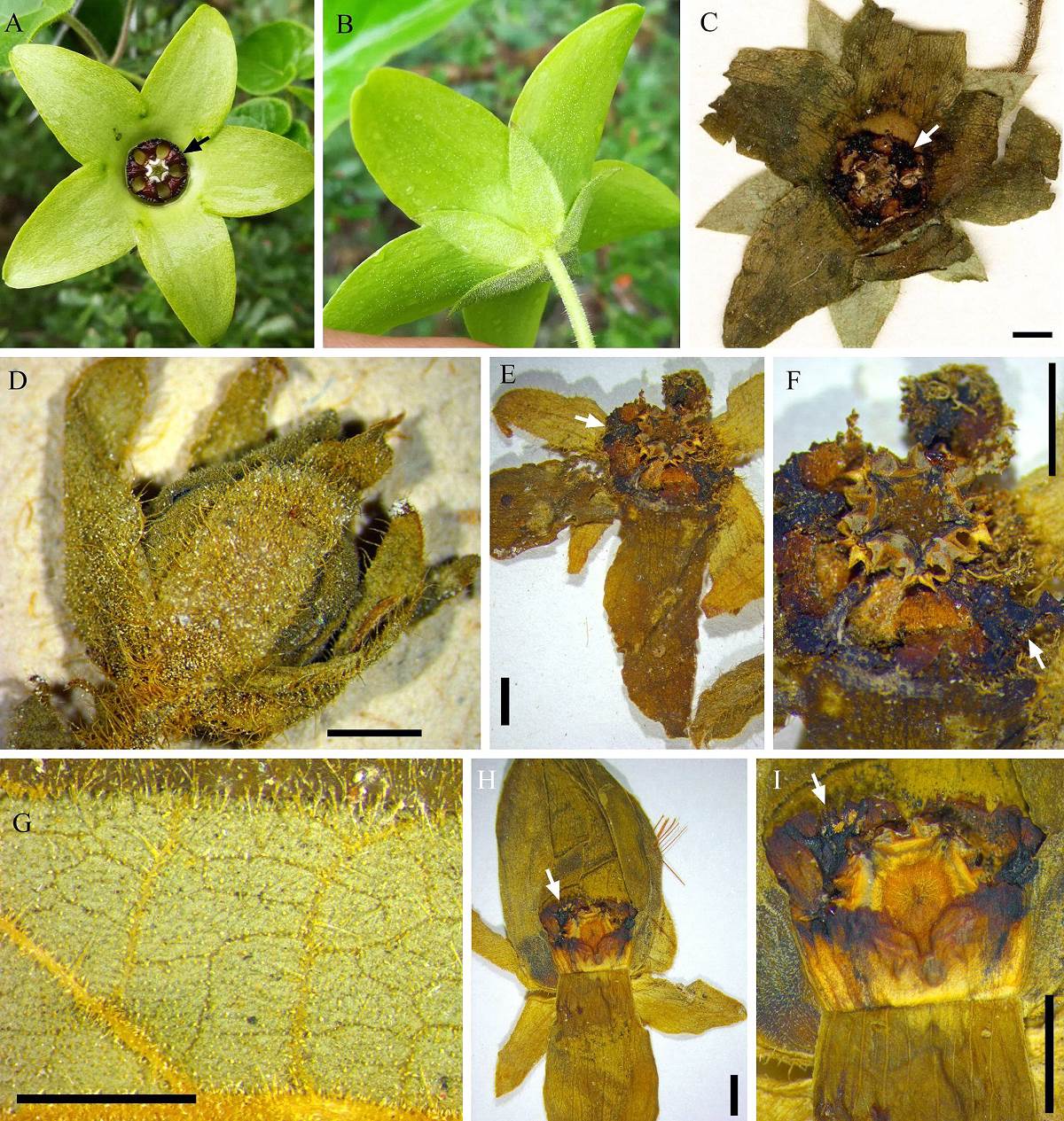 Reconsideraciones taxonómicas en especies mexicanas de Gonolobus ...