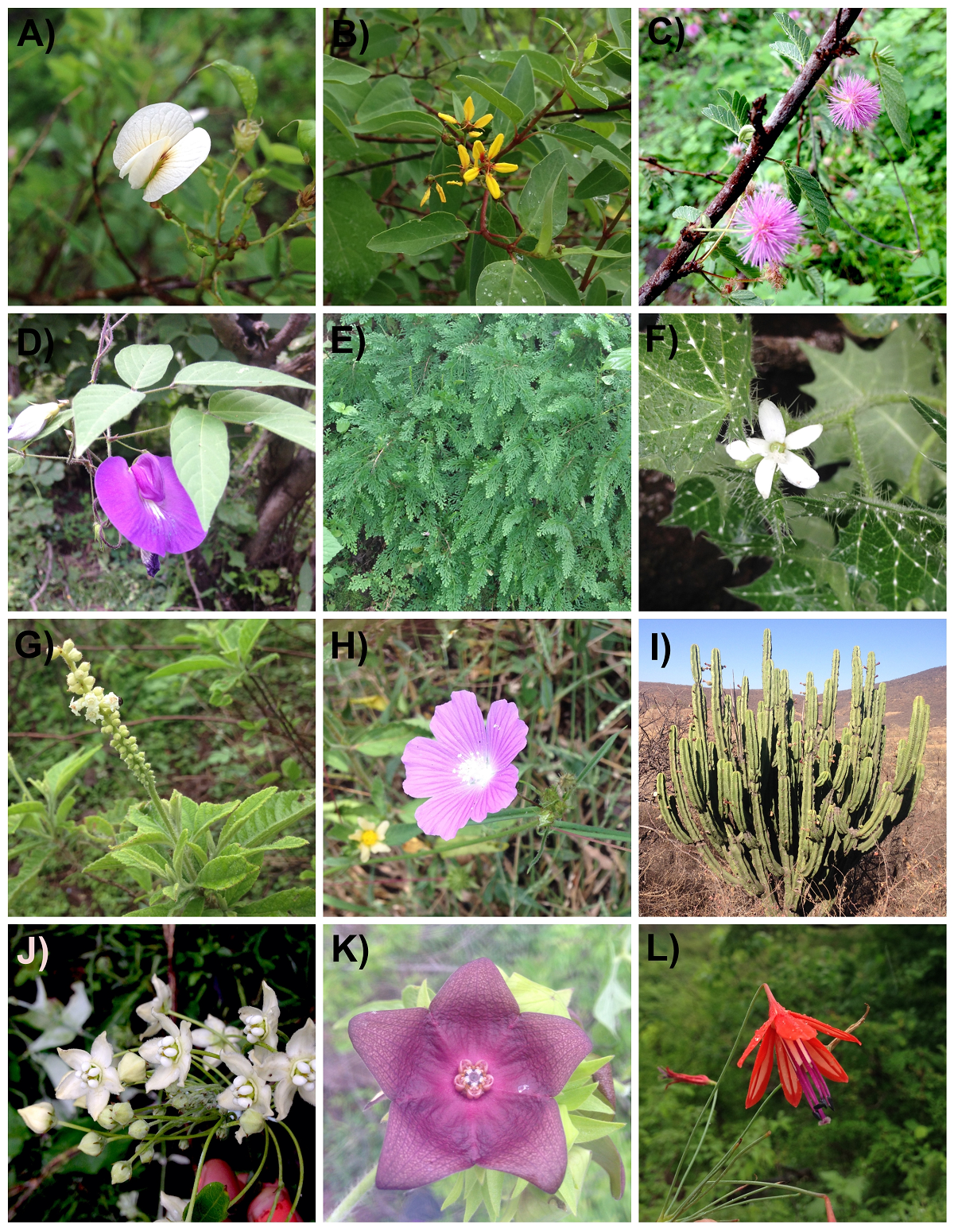 Flora vascular y descripción de la vegetación de un bosque tropical ...