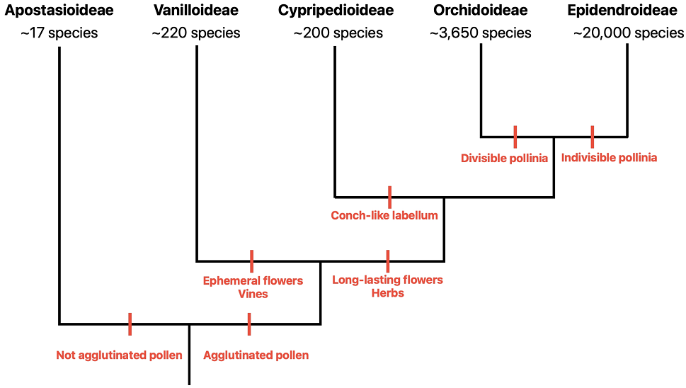 Allogamy, metaxenia and hybrids in orchids, what do we know about it?