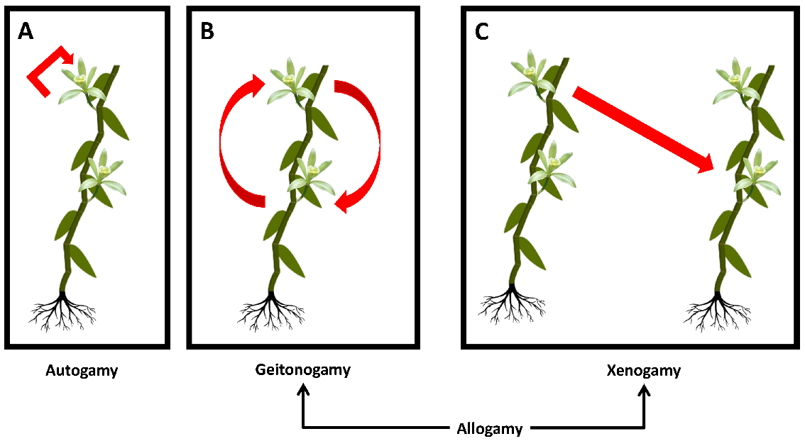 Allogamy, metaxenia and hybrids in orchids, what do we know about it?