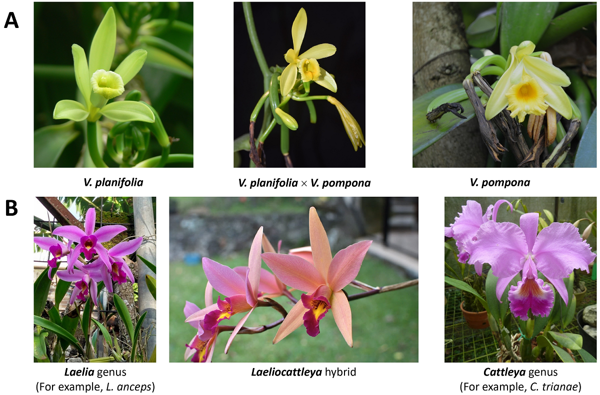 Allogamy, metaxenia and hybrids in orchids, what do we know about it?