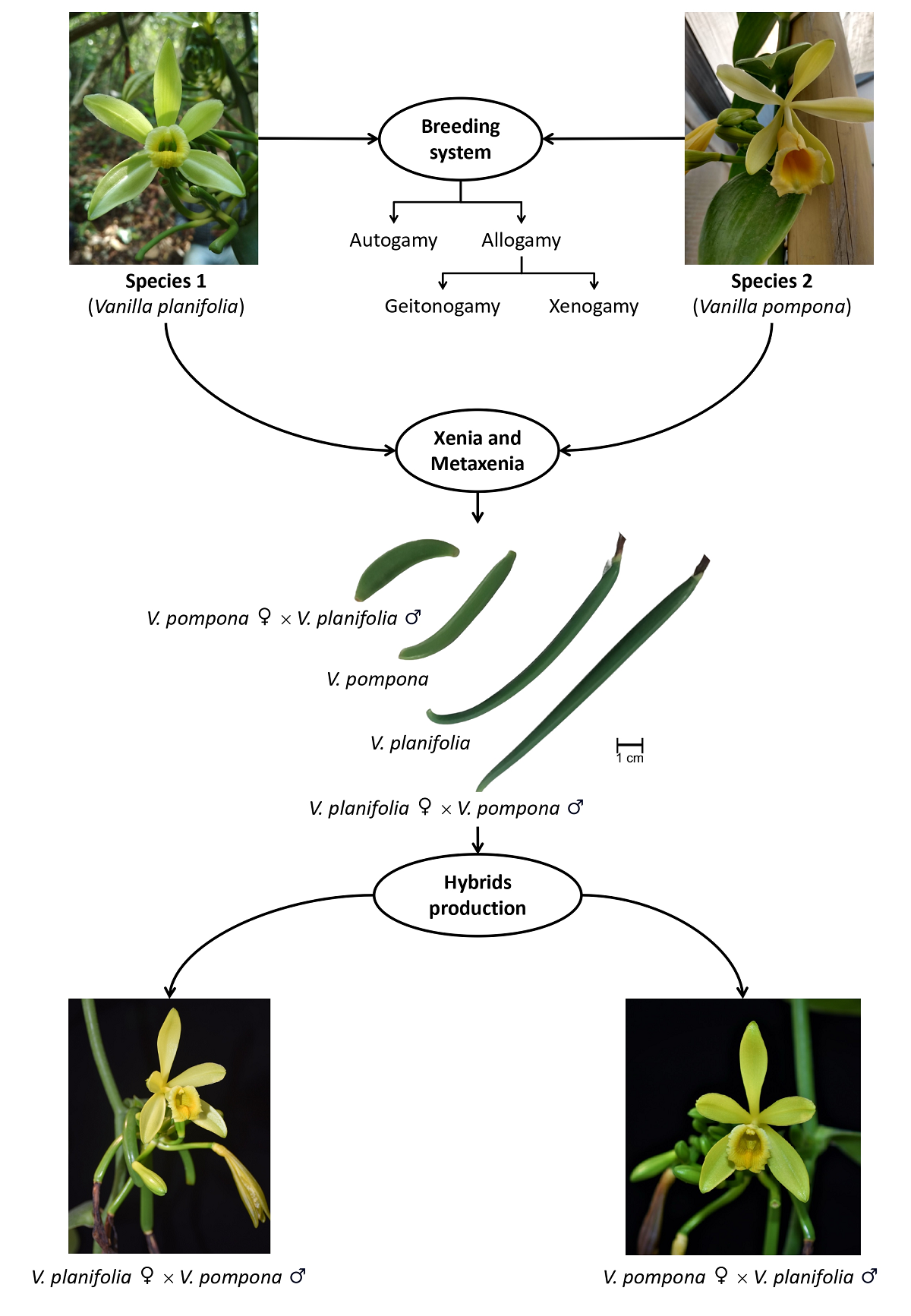 Allogamy, metaxenia and hybrids in orchids, what do we know about it?