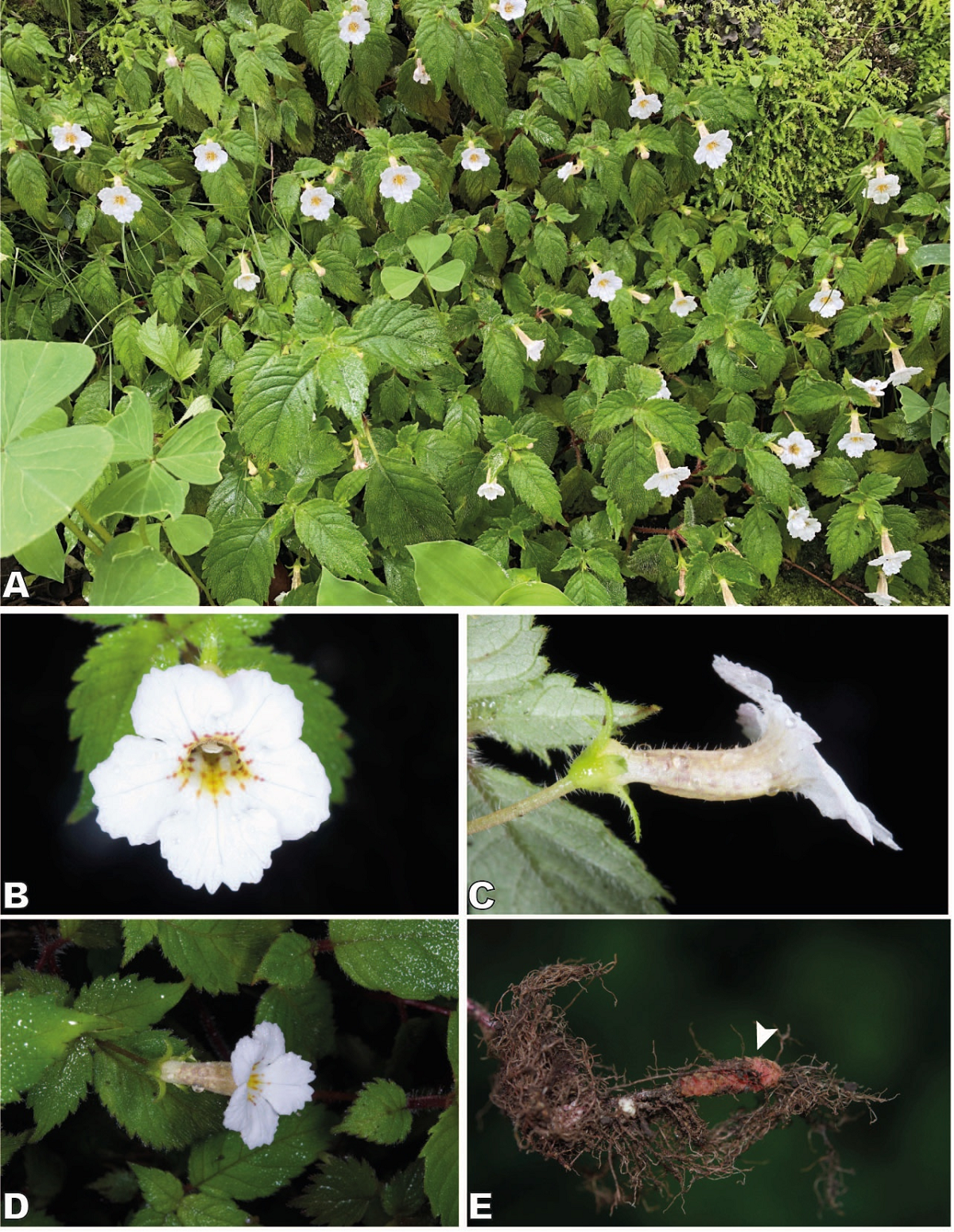 Diversidad, distribución y morfología de las Gesneriaceae del estado de ...