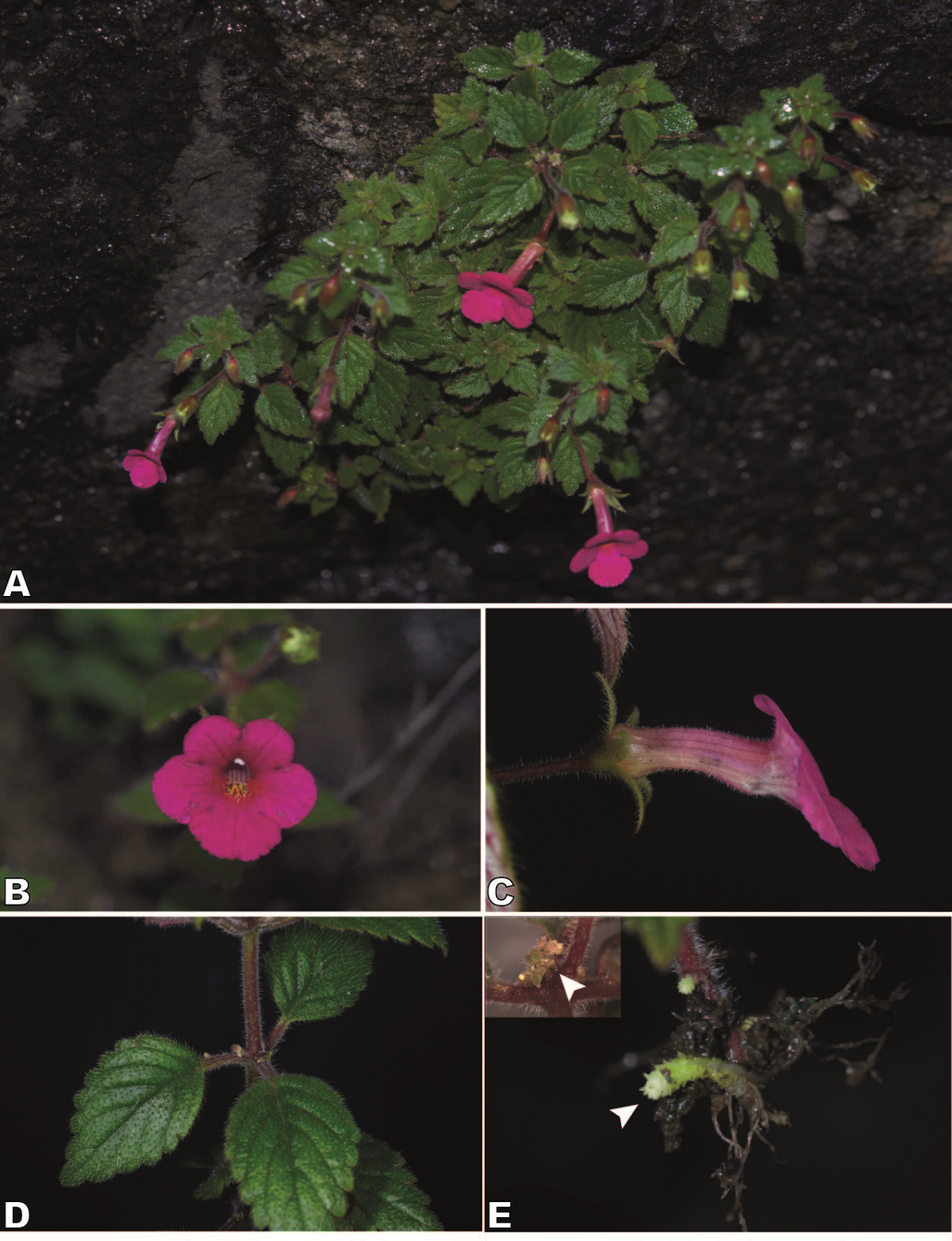 Diversidad, distribución y morfología de las Gesneriaceae del estado de ...