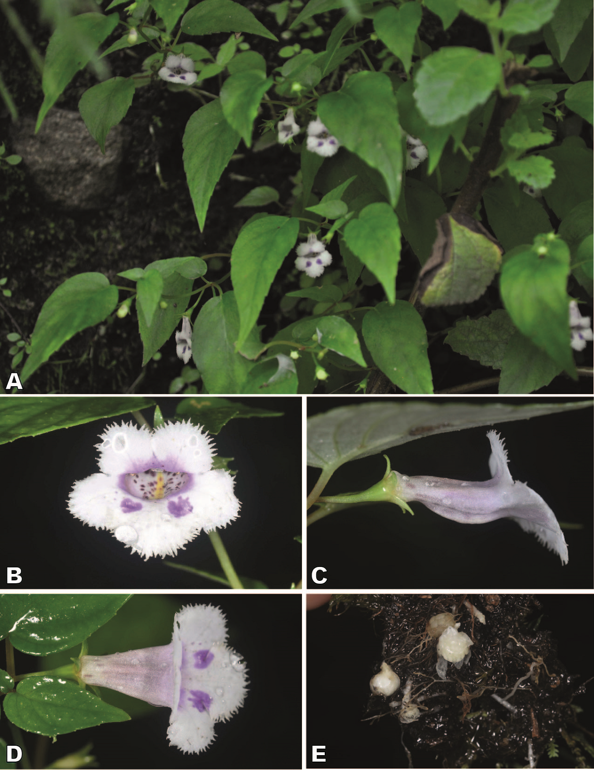 Diversidad, distribución y morfología de las Gesneriaceae del estado de ...