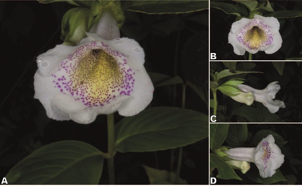 Diversidad, distribución y morfología de las Gesneriaceae del estado de ...