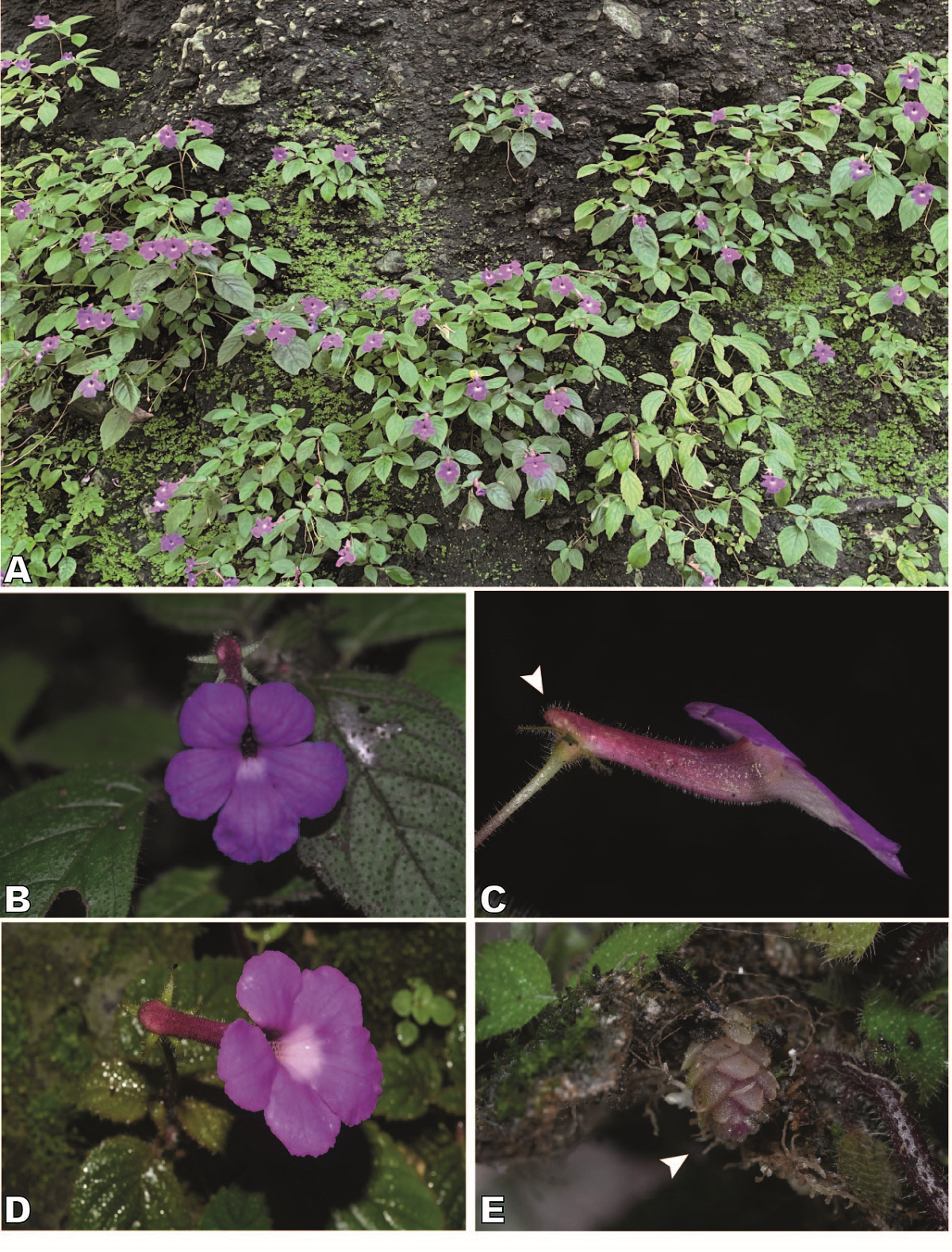 Diversidad, distribución y morfología de las Gesneriaceae del estado de ...