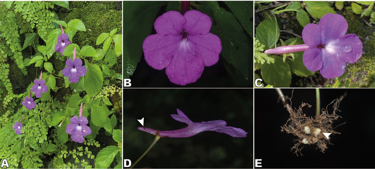 Diversidad, distribución y morfología de las Gesneriaceae del estado de ...