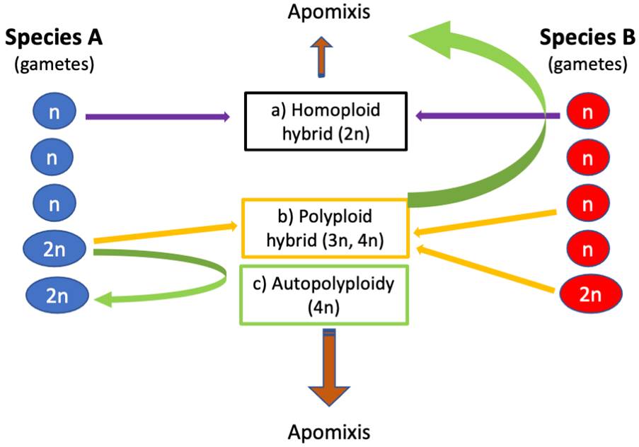 Ecological and evolutionary implications of hybridization, polyploidy ...