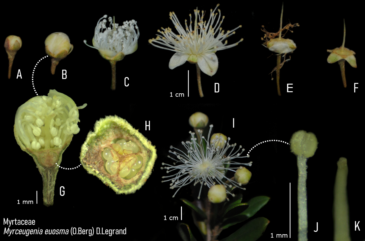 Aspects of the reproductive biology of sympatric Myrtaceae: Myrceugenia ...